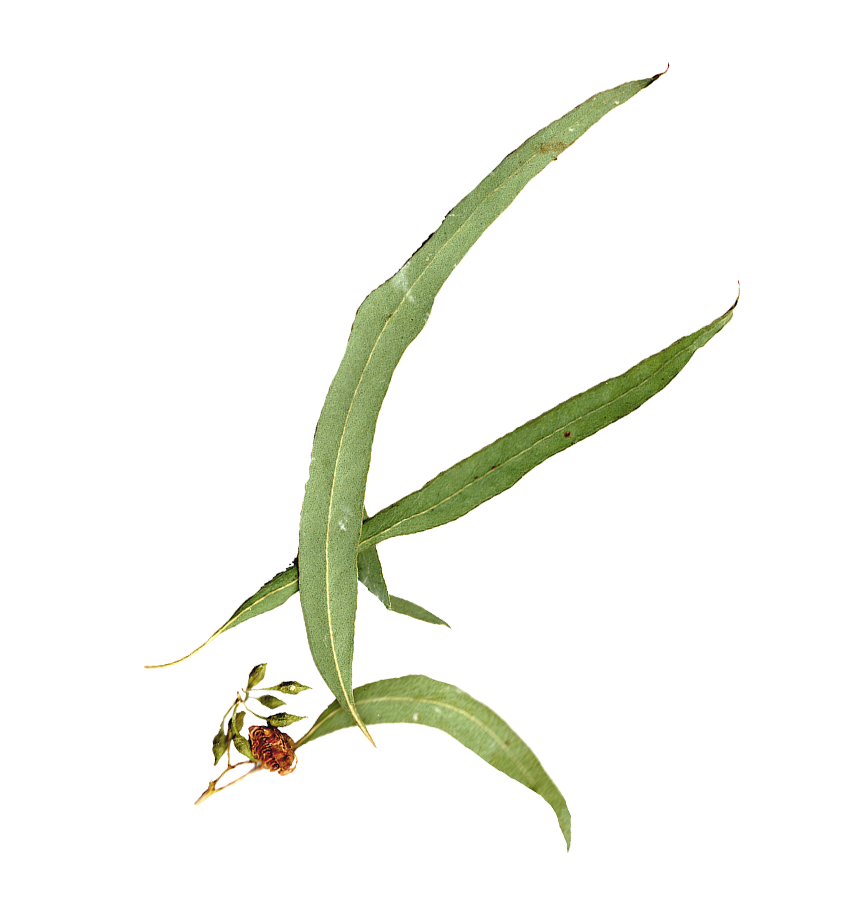 Dylan Finney | Solid Lines