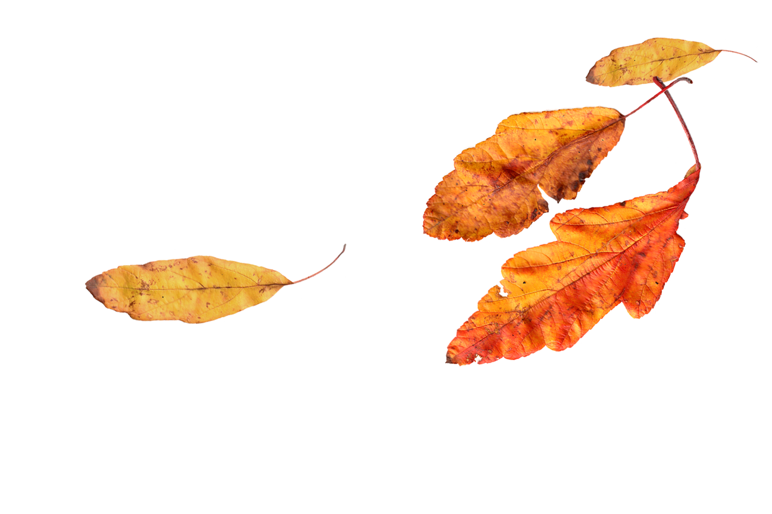 Dylan Finney | Solid Lines