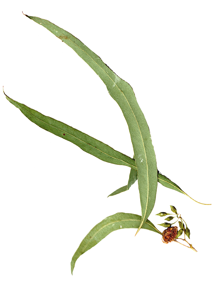 Tyrown Waigana | Solid Lines