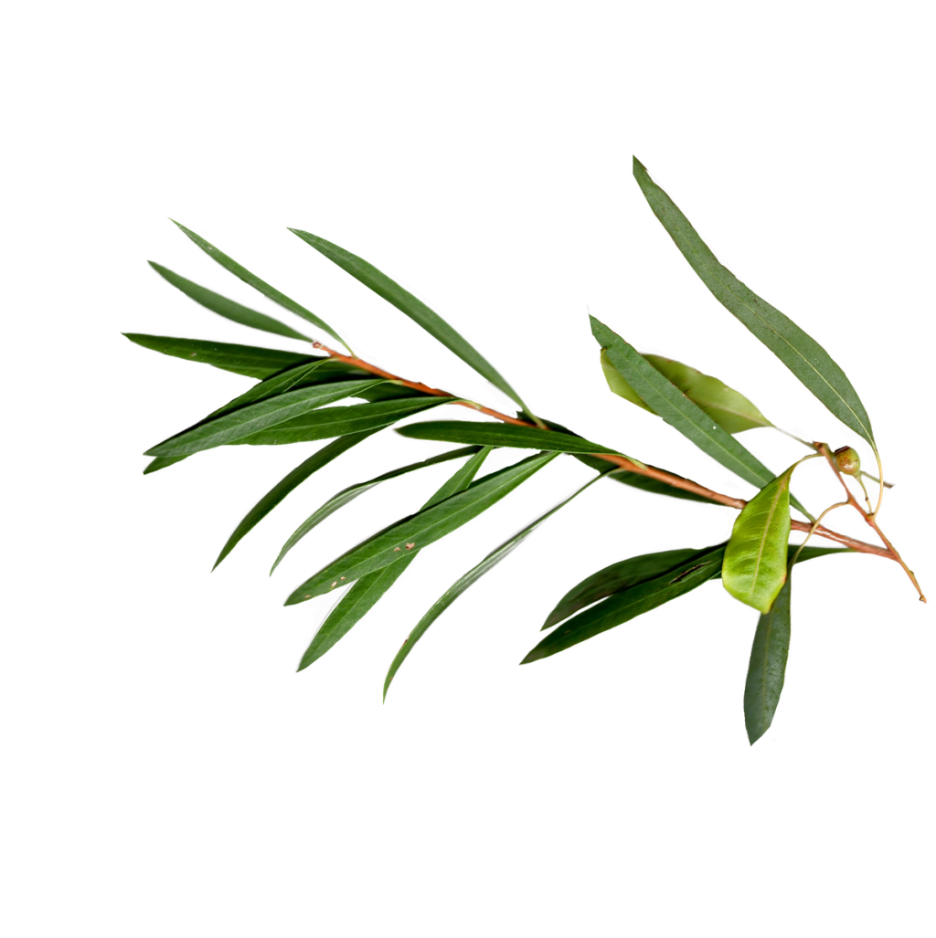 Coree Thorpe | Solid Lines