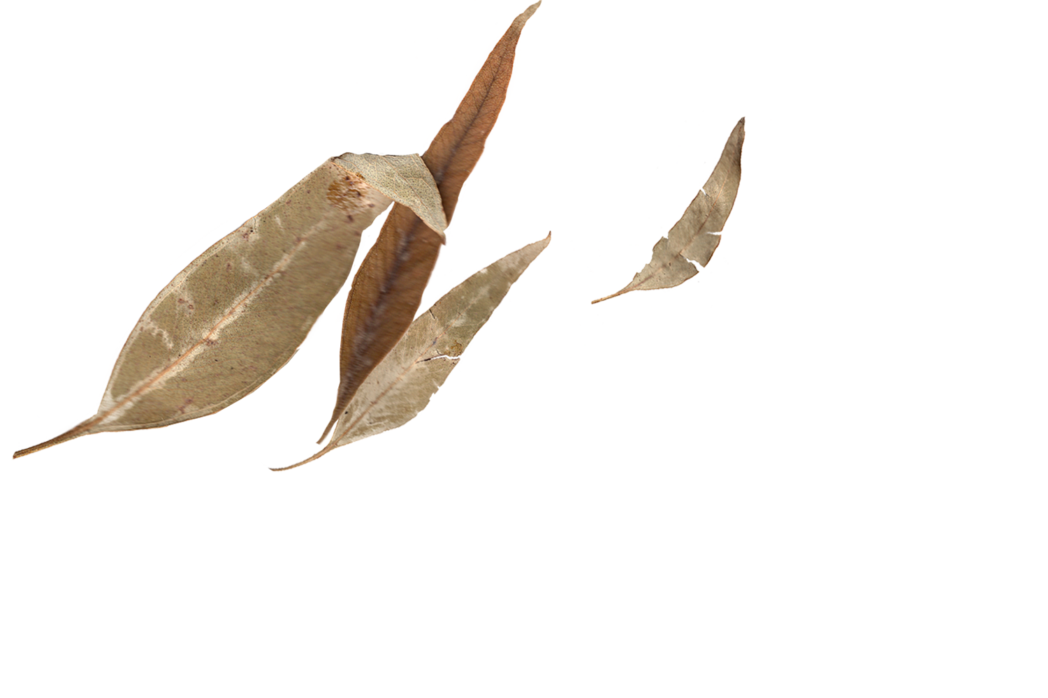 Tyrown Waigana | Solid Lines