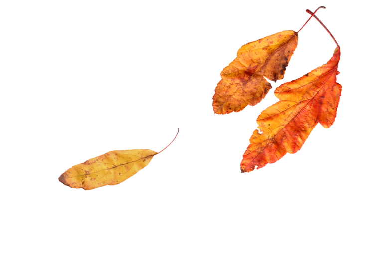 Dylan Finney | Solid Lines