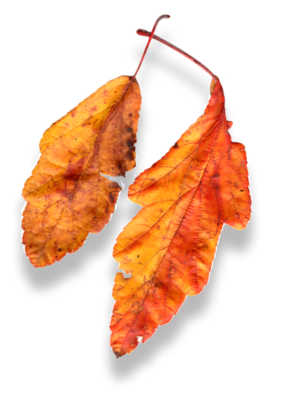 The Artists | Solid Lines