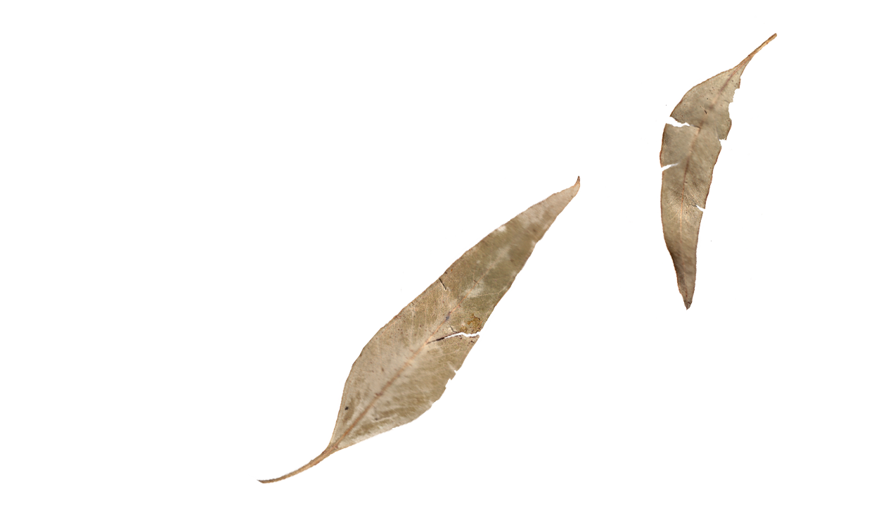 Tyrown Waigana | Solid Lines