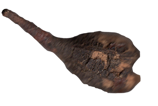 Coree Thorpe | Solid Lines