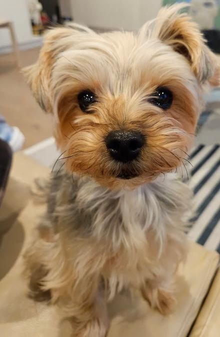 Meet the Team | Tiny Tails Retreat