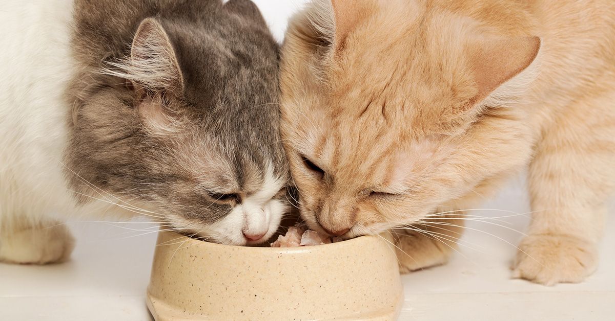 Letting Cats Have a Say in Designing Their Perfect Food Flavors