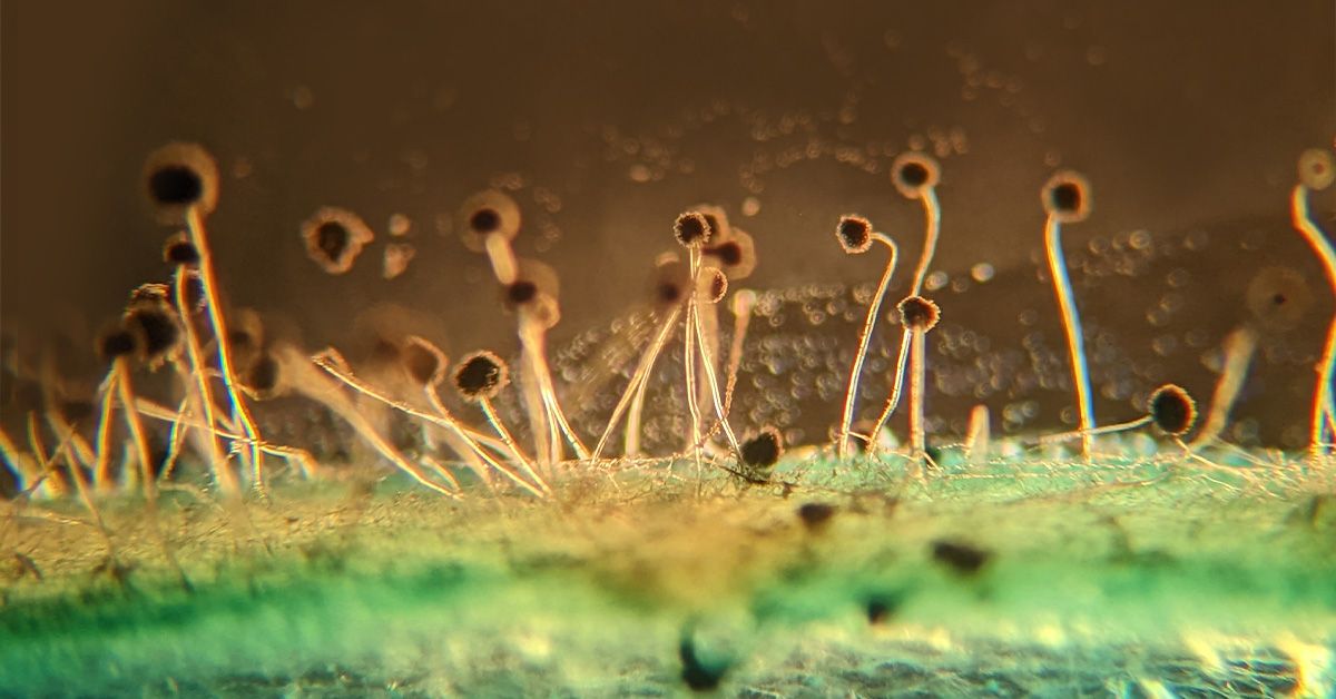 Call for Papers: Fungal Pathogens—Life Cycle, Infection, Host Immunity ...