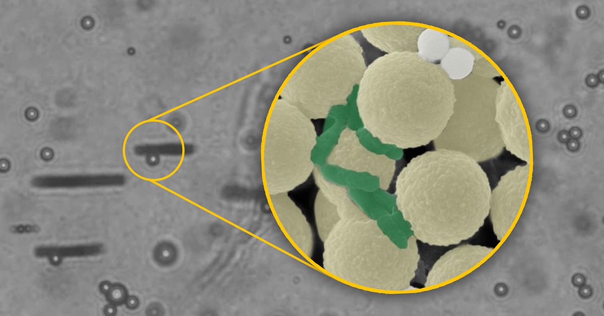 Swarming Microrobots: A Breakthrough in Water Purification