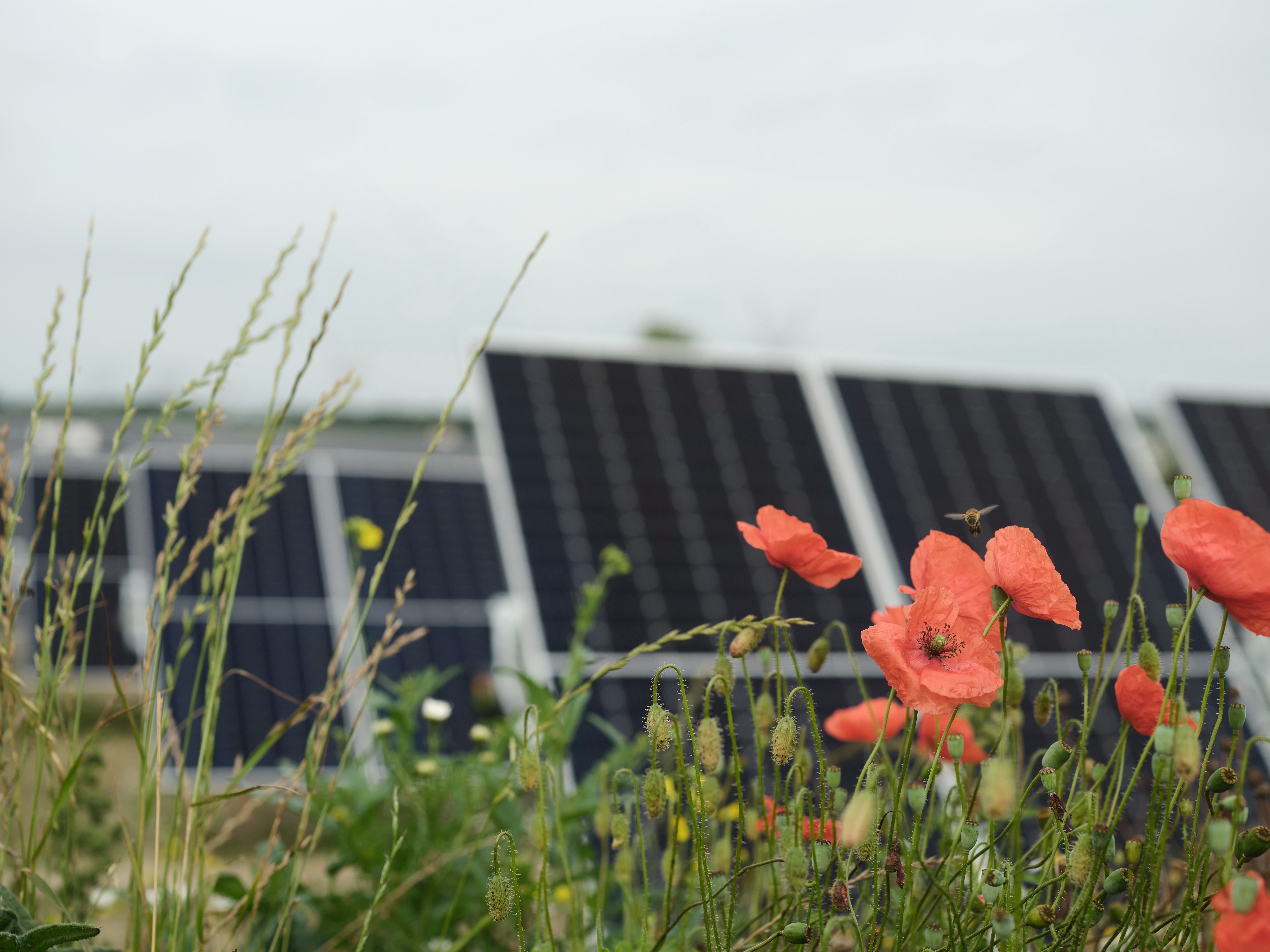 Working with impact at Nordic Solar | Nordic Solar A/S