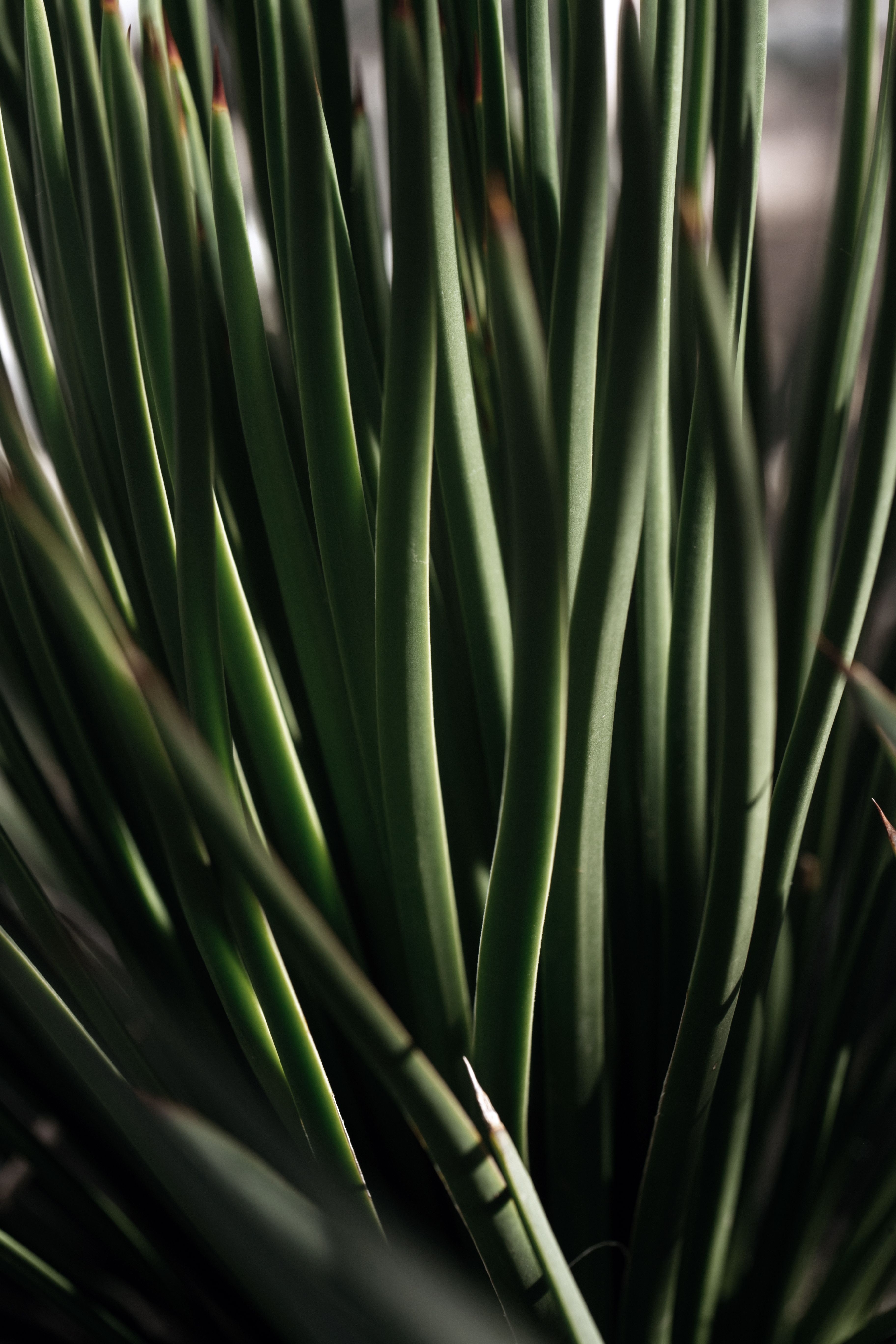 Mint Pool and Landscape Design - Design for Living