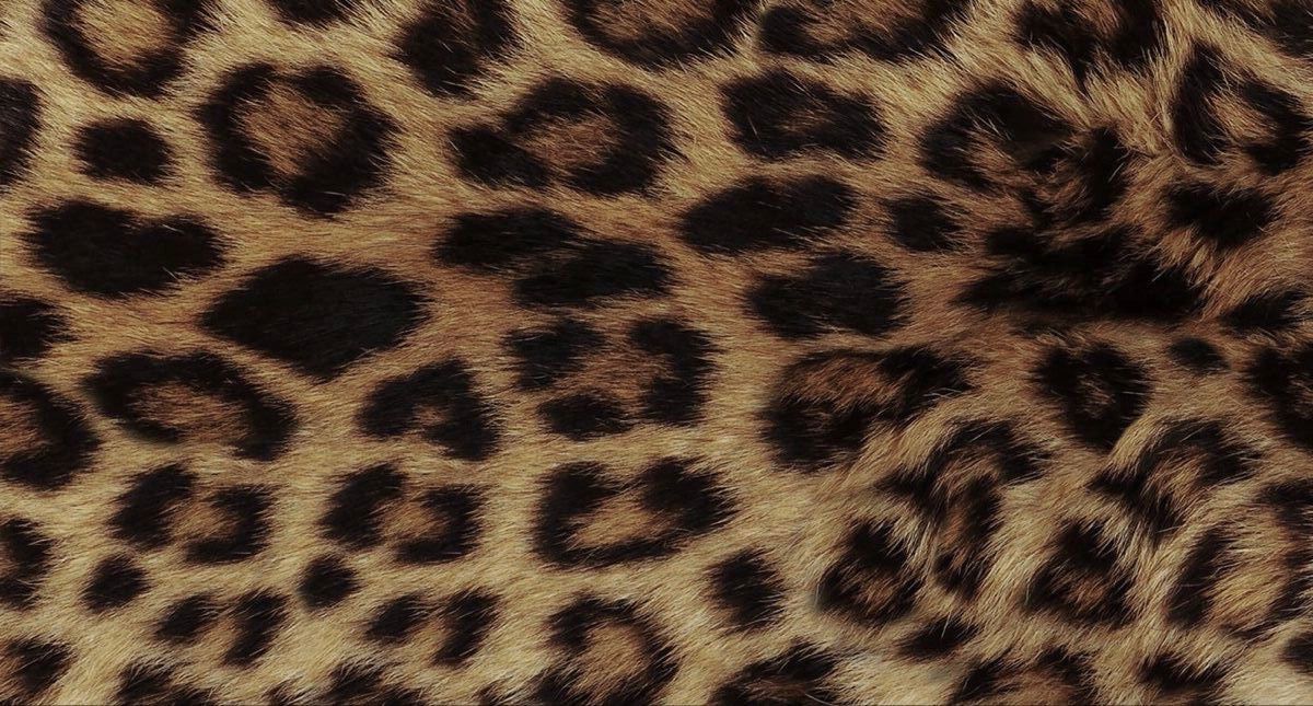 Leopard Luxe: 2024's Trend Forecast | Zamira Zenil