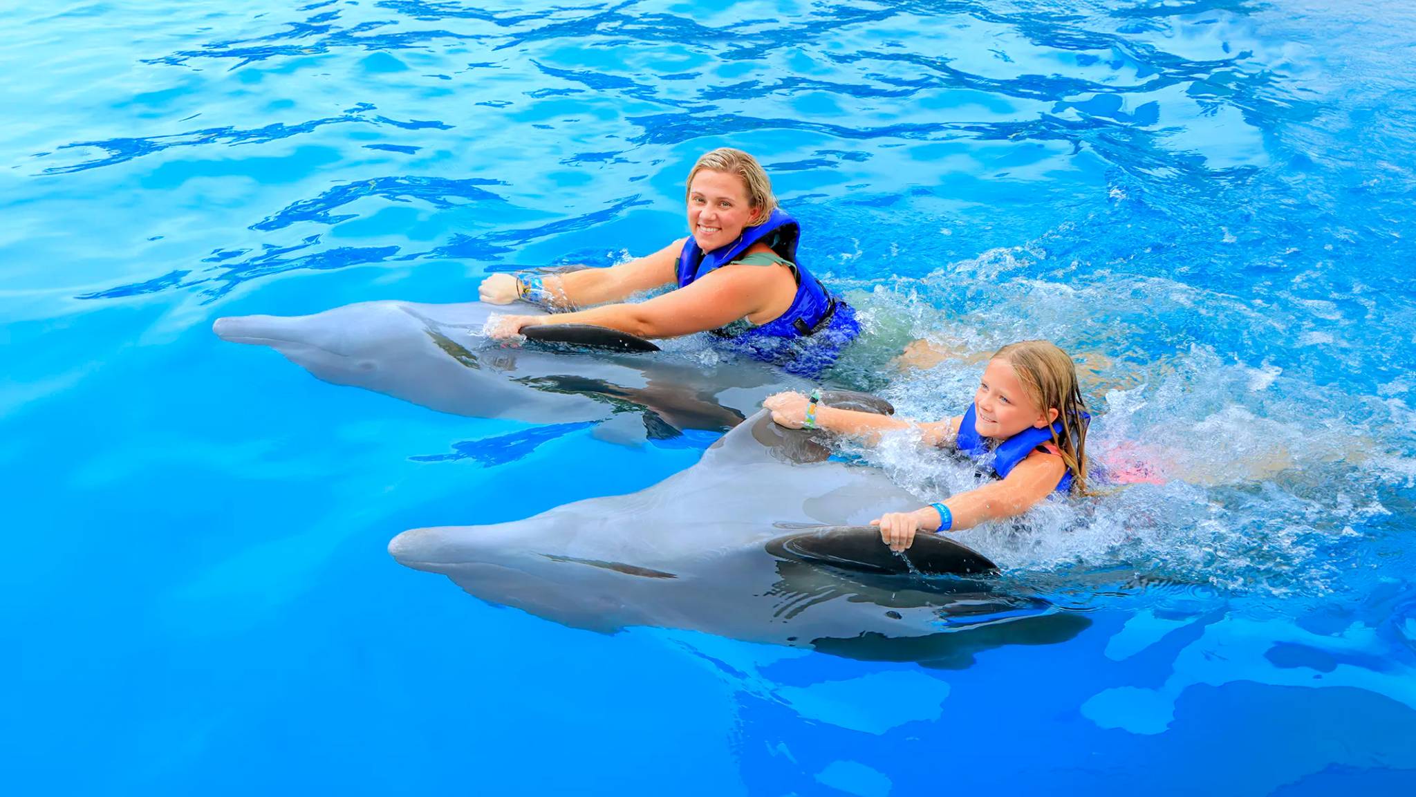 Familia nadando con delfines en una de los mejores Paquetes de Tours en ...