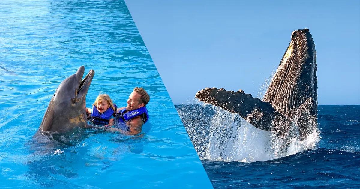Whale Watching + Dolphin Adventure