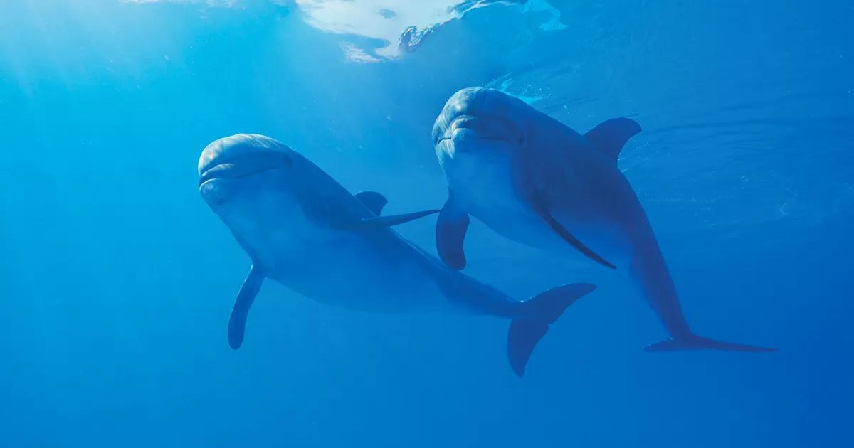 Datos Sobre Delfines Para Niños | Vallarta Adventures