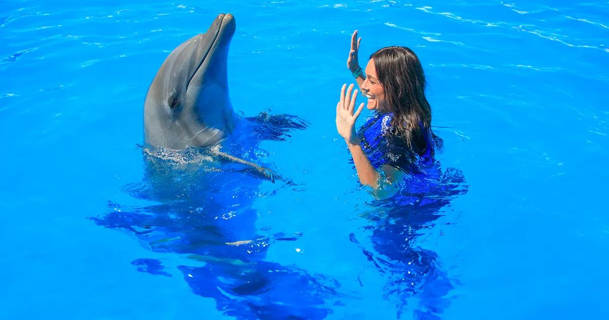 How do Dolphins Comunicate?
