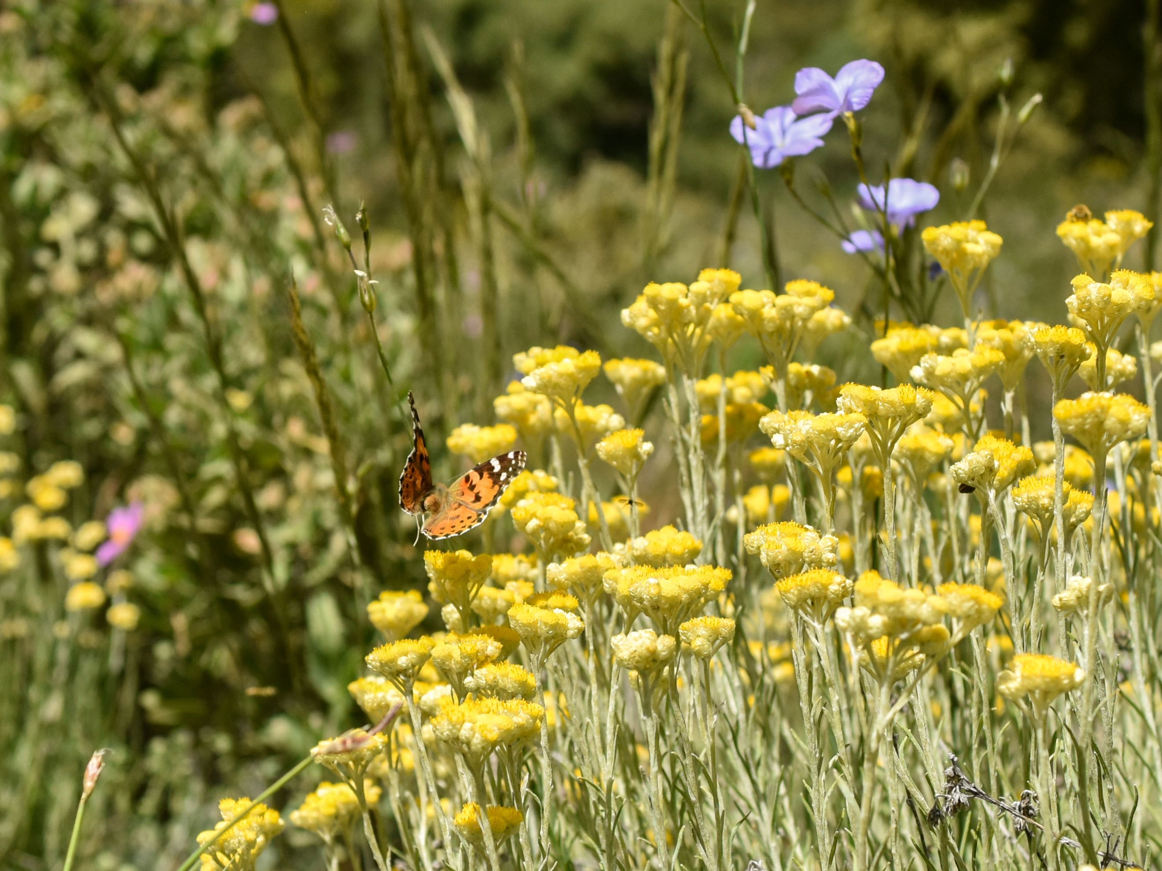 Immortelle macerate oil | Mira Luna