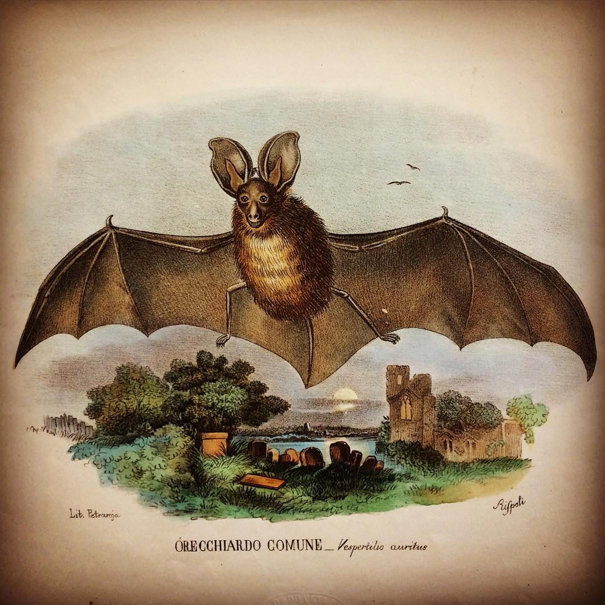 Jeweled Bat Necklace — Erica Weiner