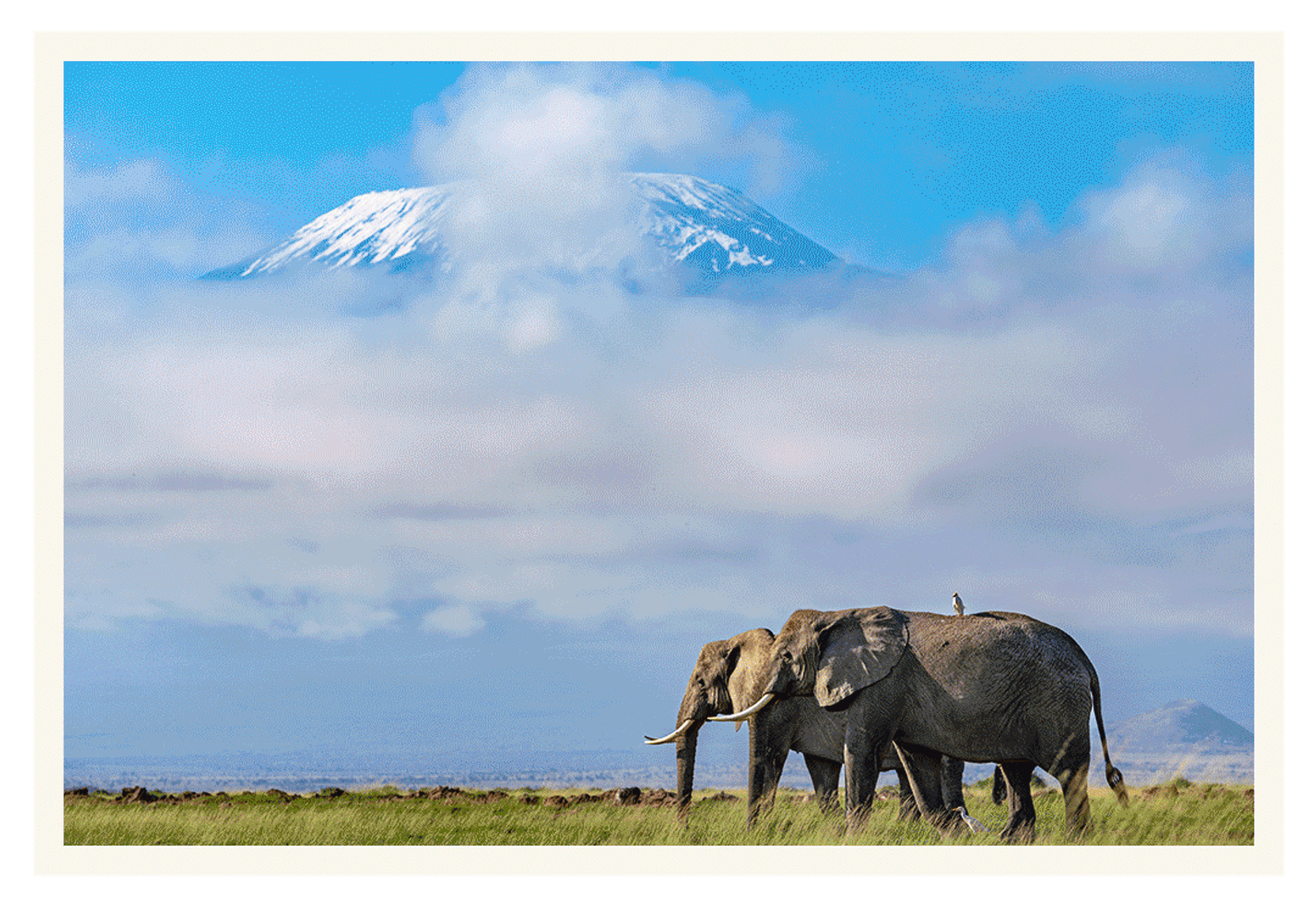Rewilding - Remember we are wild… | ROAR AFRICA