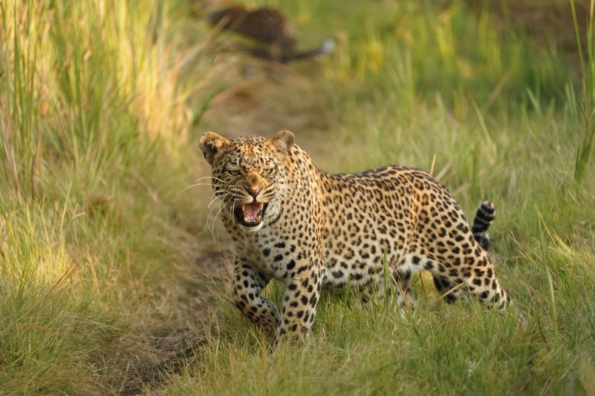Luxury Botswana Safaris | Walking, Mokoro & Wildlife Safaris | ROAR AFRICA