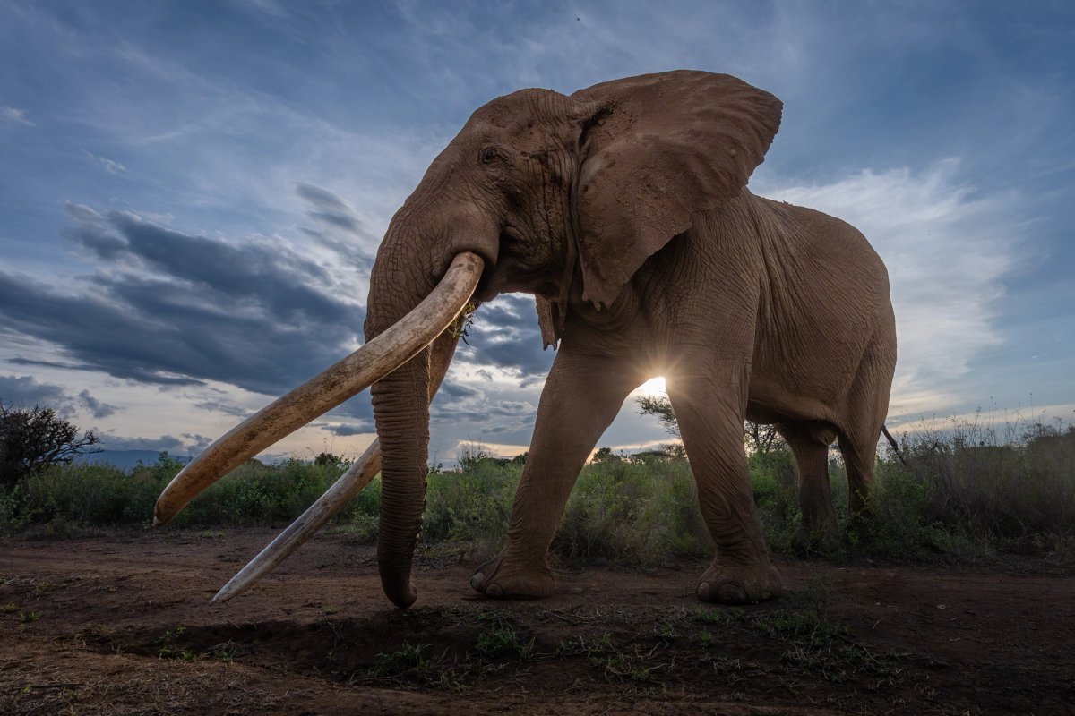 Luxury Kenya Safari Tours, Packages & Vacations | ROAR AFRICA