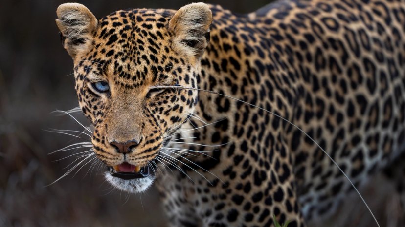 Luxury Kenya Safari Tours, Packages & Vacations | ROAR AFRICA
