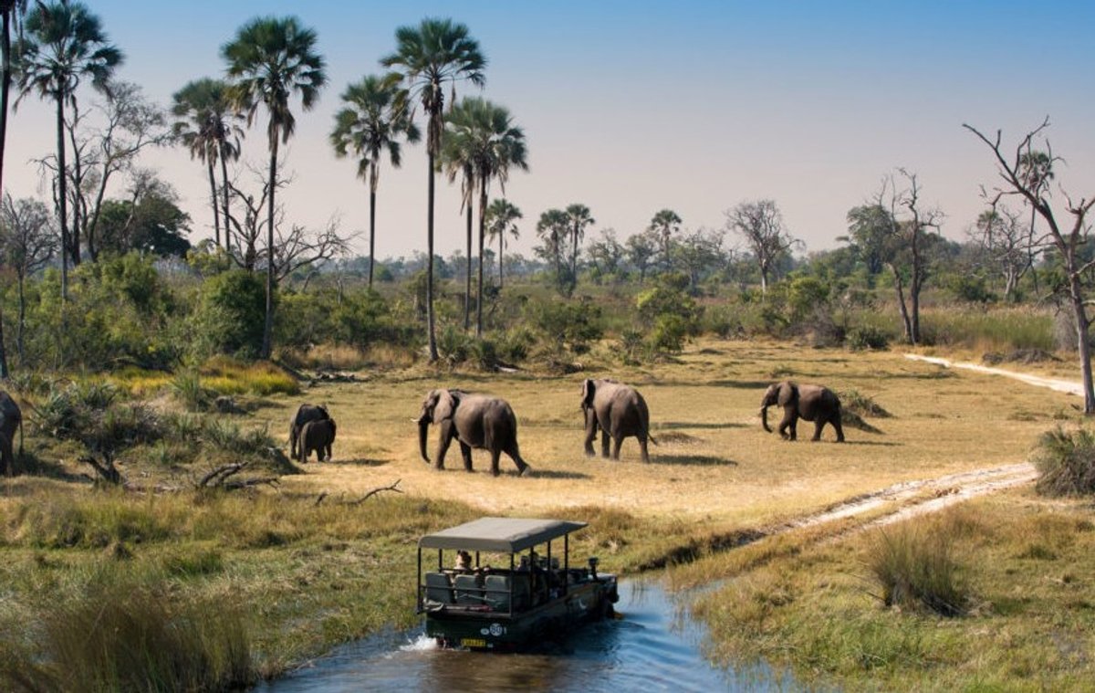 Exploring the Wonders of Chobe National Park | ROAR AFRICA