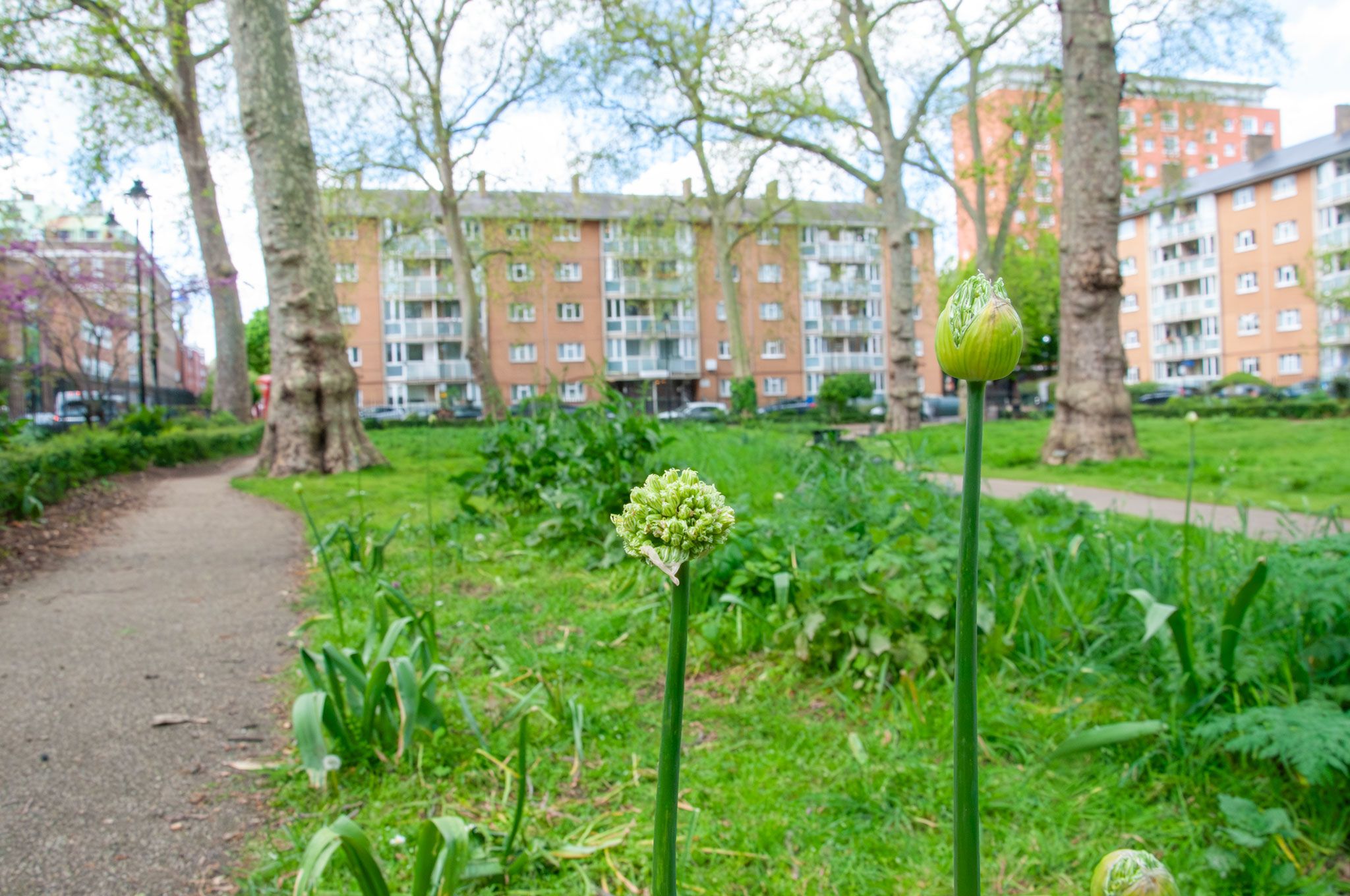 Regent Square Gardens | Bloomsbury - London