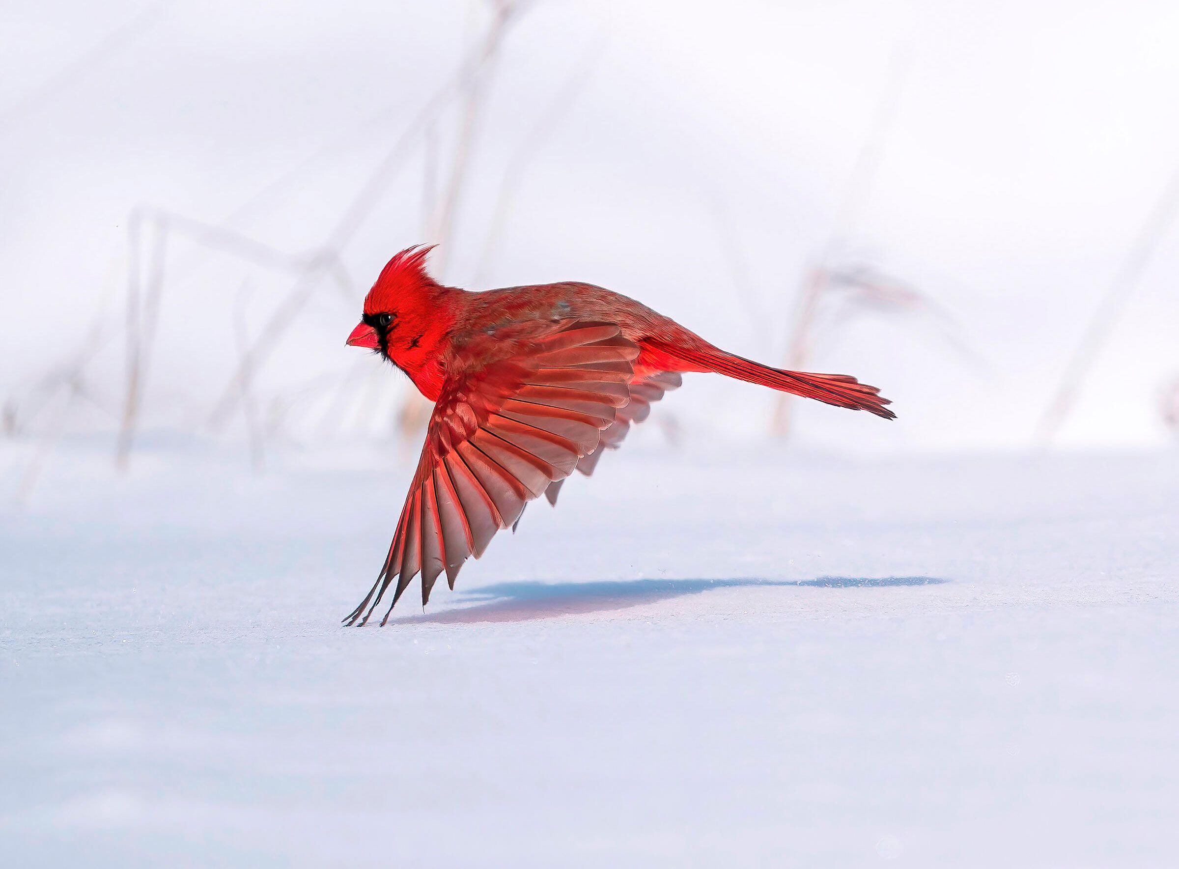 Navya Network | Frequently Asked Questions