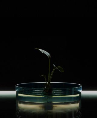 Neoplants - The Future of Plants