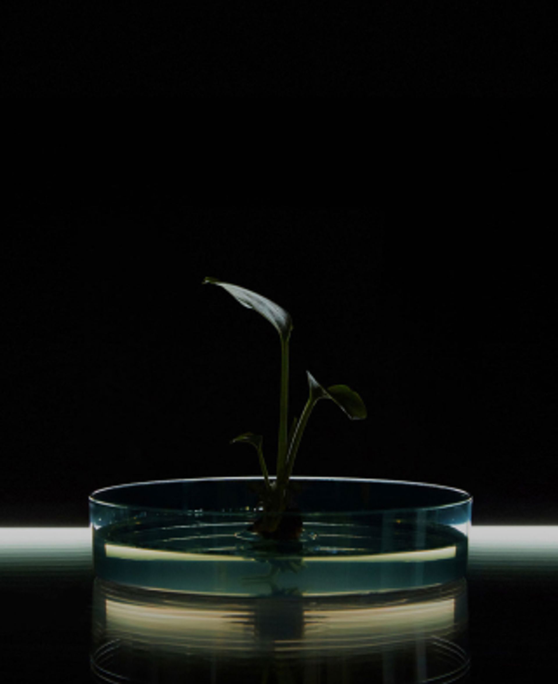 Advanced Natural Air-Purification for a Cleaner Home | Neoplants