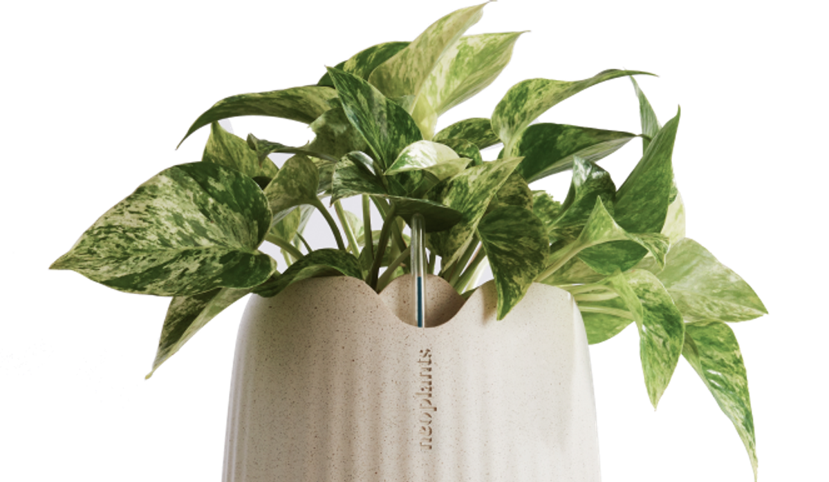 Advanced Natural Air-Purification for a Cleaner Home | Neoplants