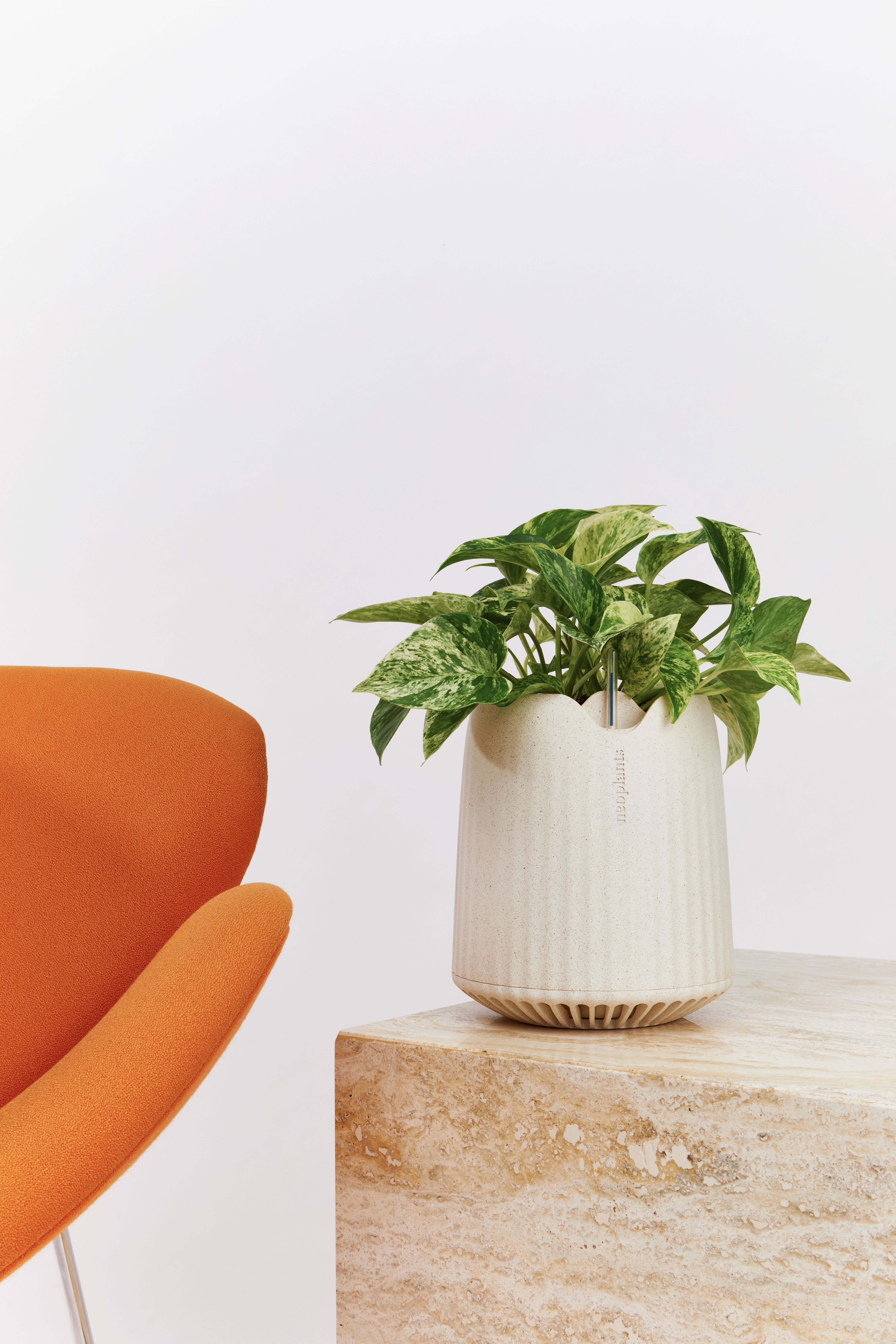 Our Guarantee - Quality Air-Purifying Plants for Sale | Neoplants ...