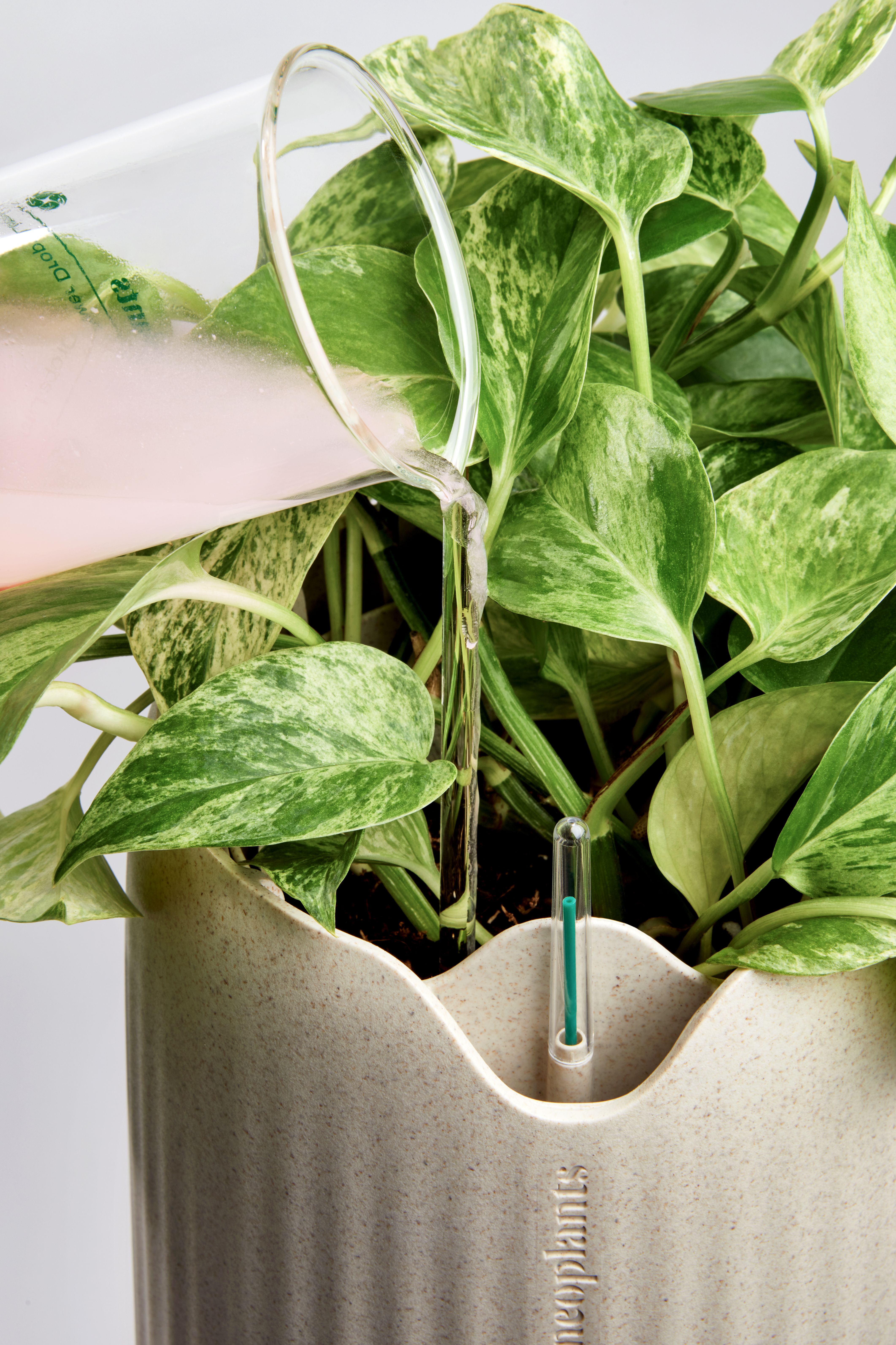 Neoplants - Neo PX - Complete Plant Air Purifying Kit | Neoplants