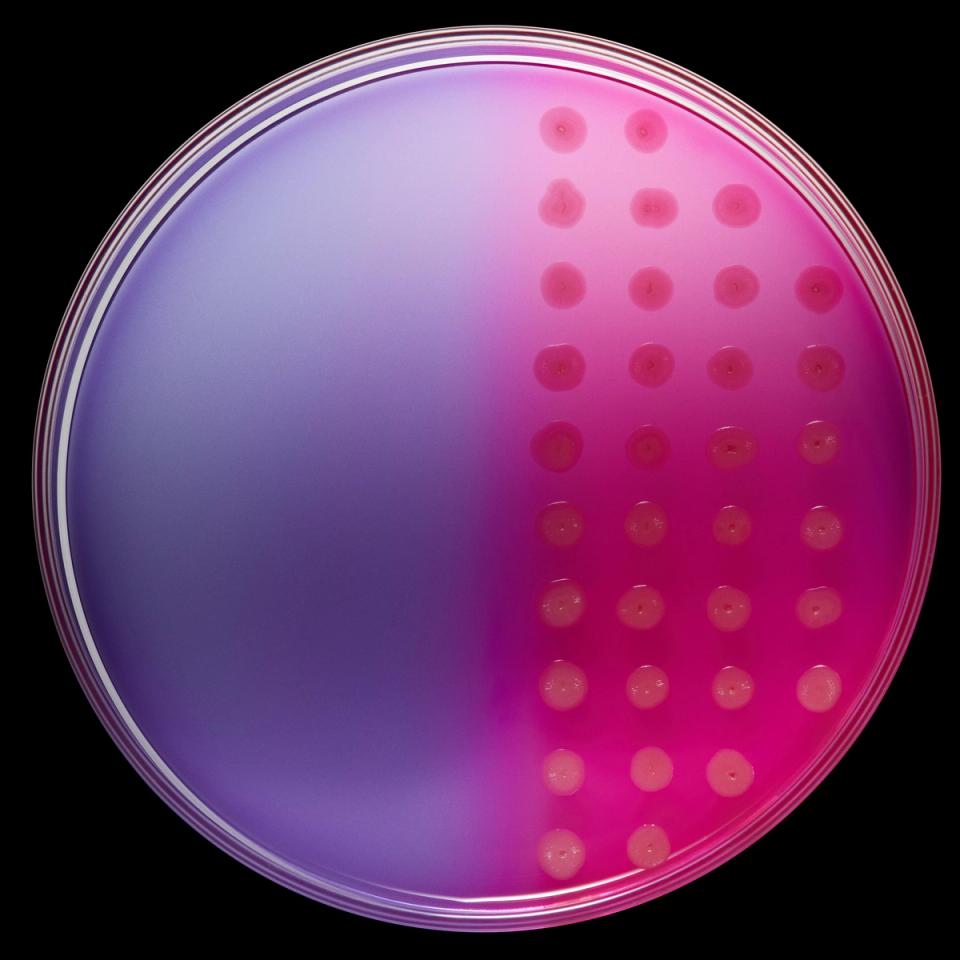 Neoplants - Neo Px - The First Bioengineered Air Purifier.