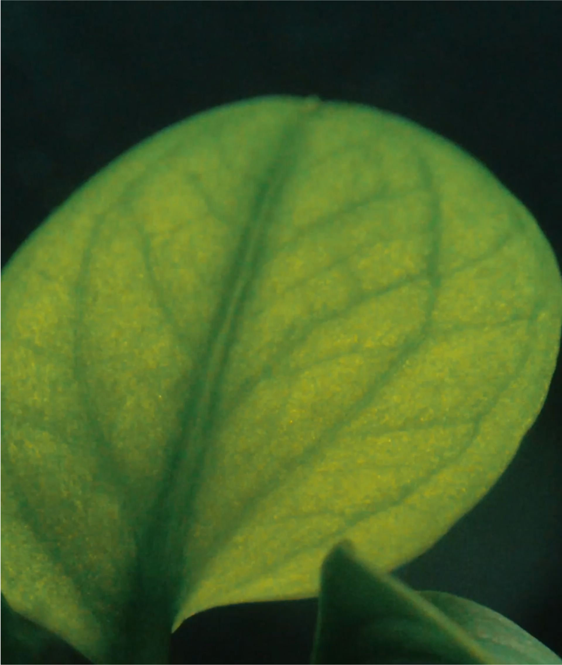 Advanced Natural Air-Purification for a Cleaner Home | Neoplants