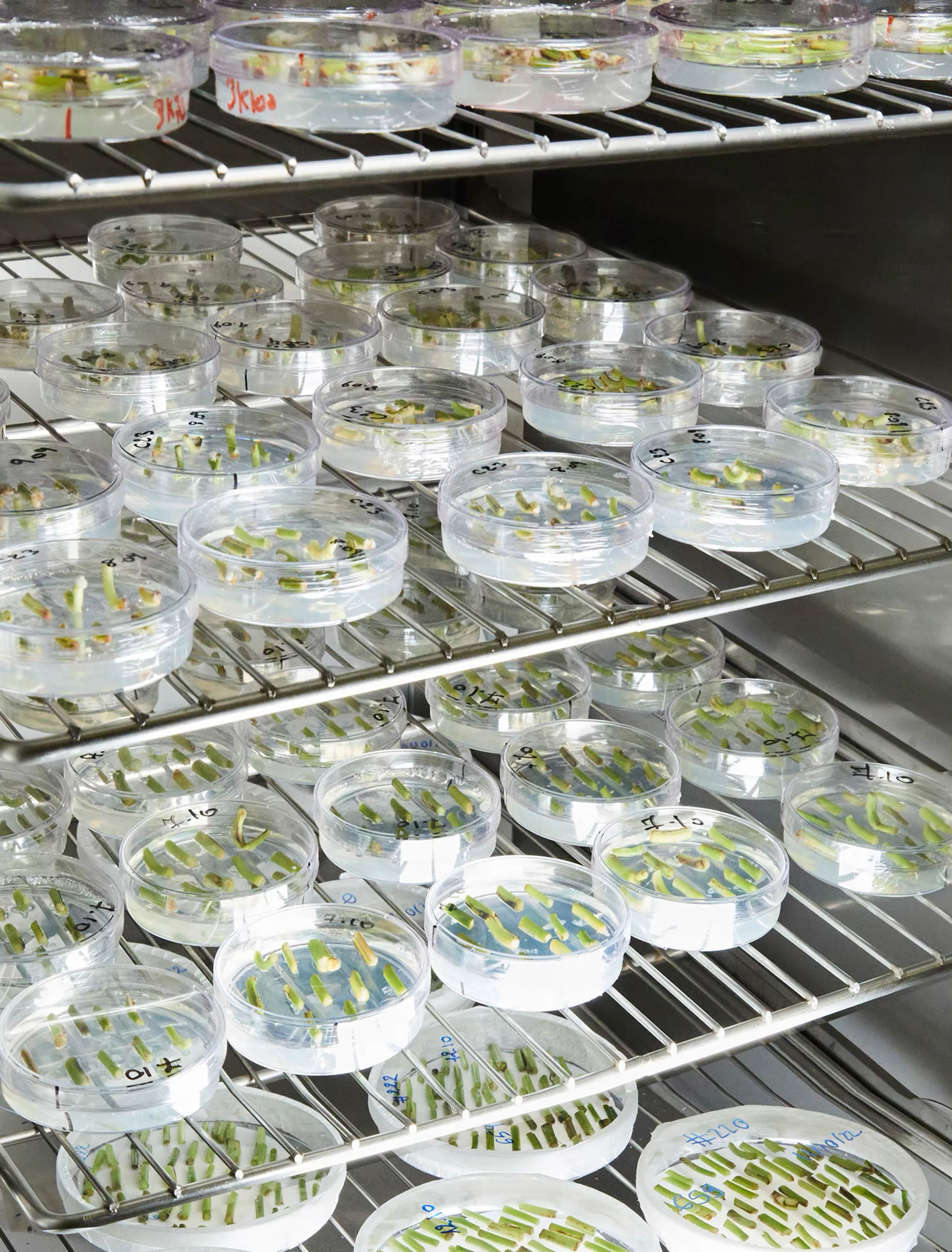 Neo P1 - The First Bioengineered Air-Purifying Plant Kit | Neoplants ...