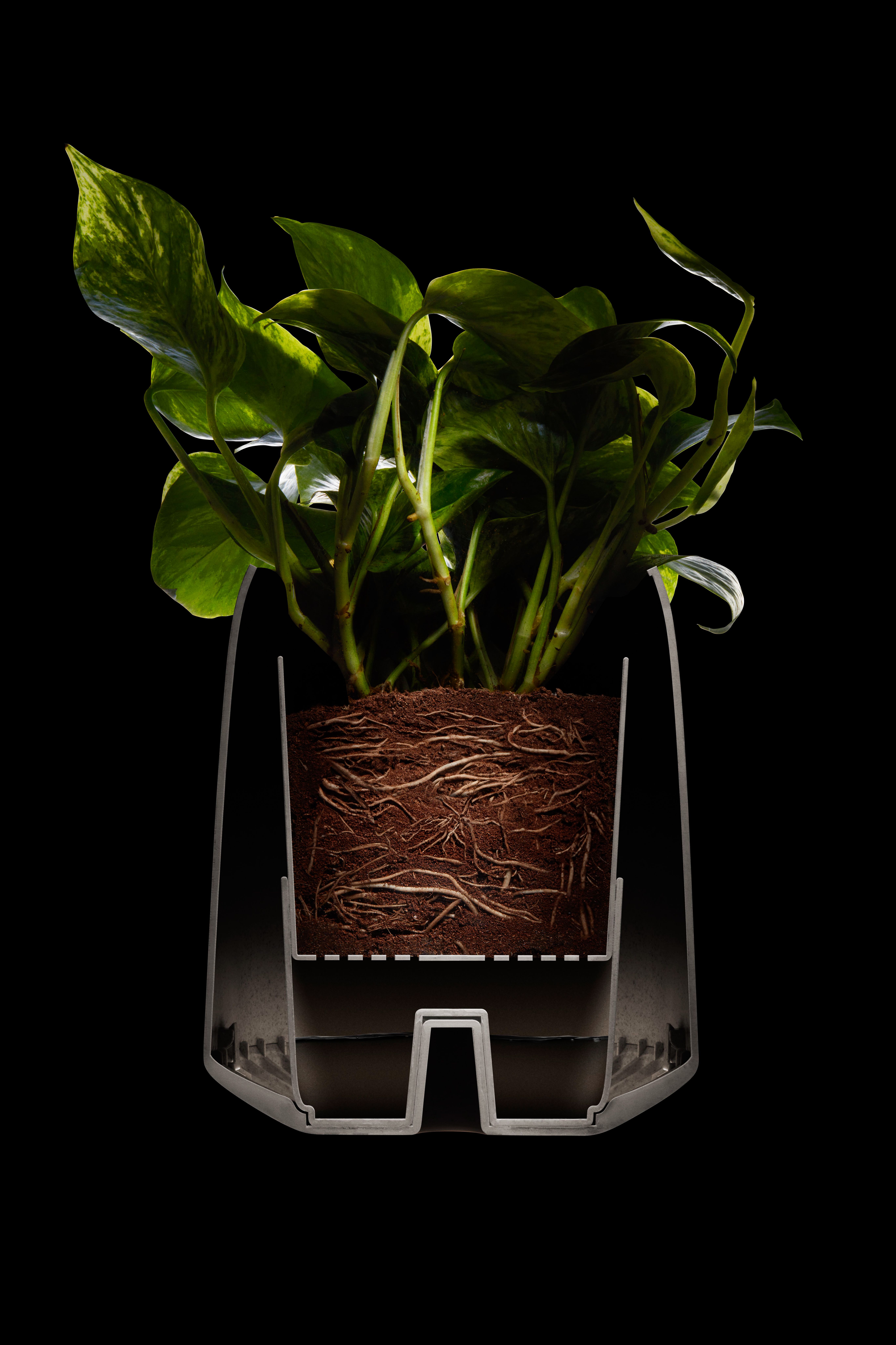 Neoplants - Neo Px - The First Bioengineered Air Purifier.