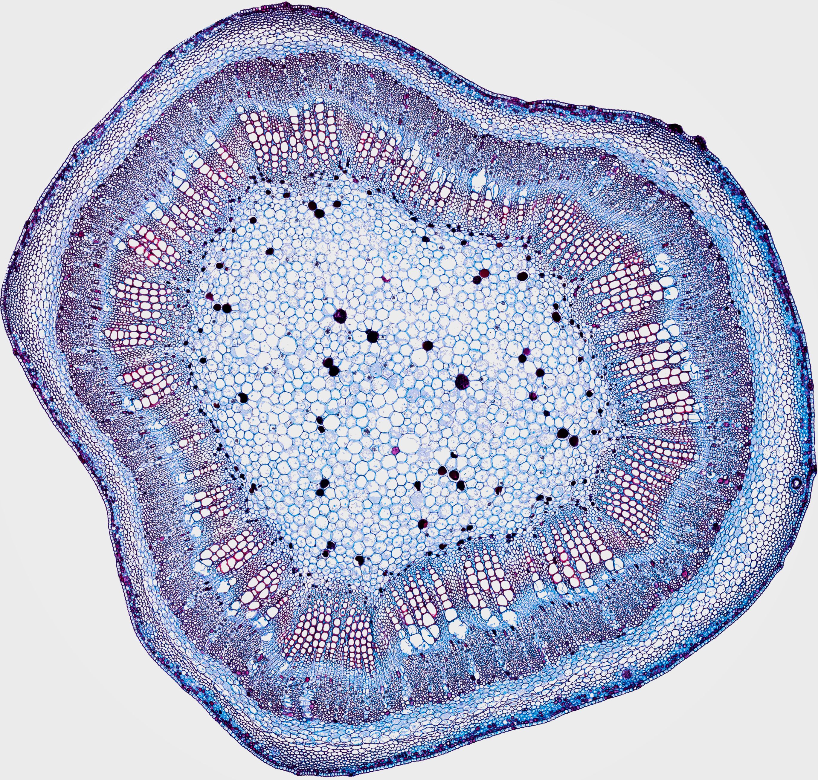 Neoplants - The Future of Plants
