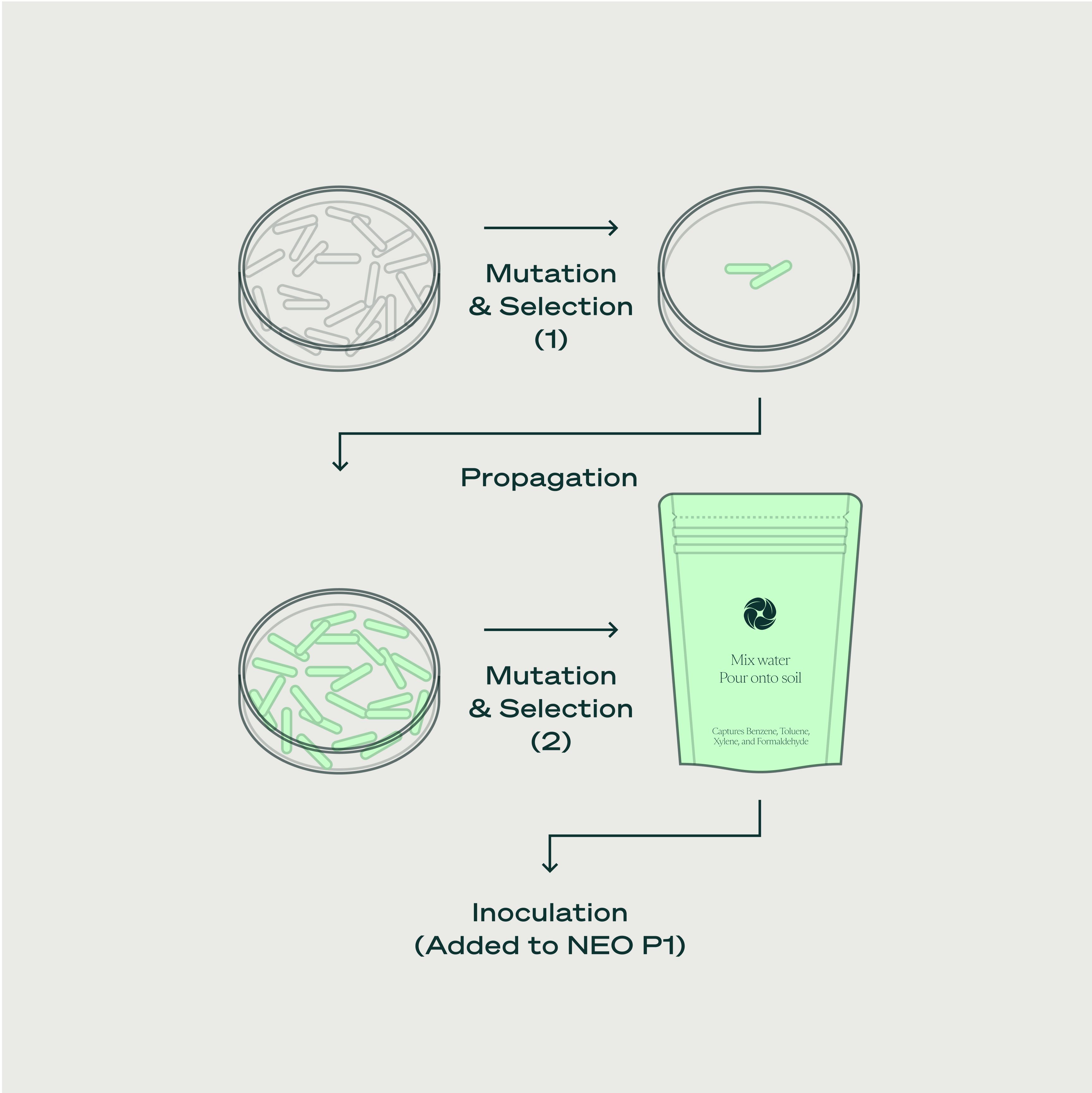 Neo P1 - The First Bioengineered Air-Purifying Plant Kit | Neoplants ...