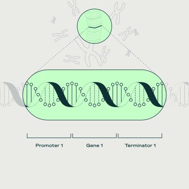 Neo P1 - The First Bioengineered Air-Purifying Plant Kit | Neoplants ...