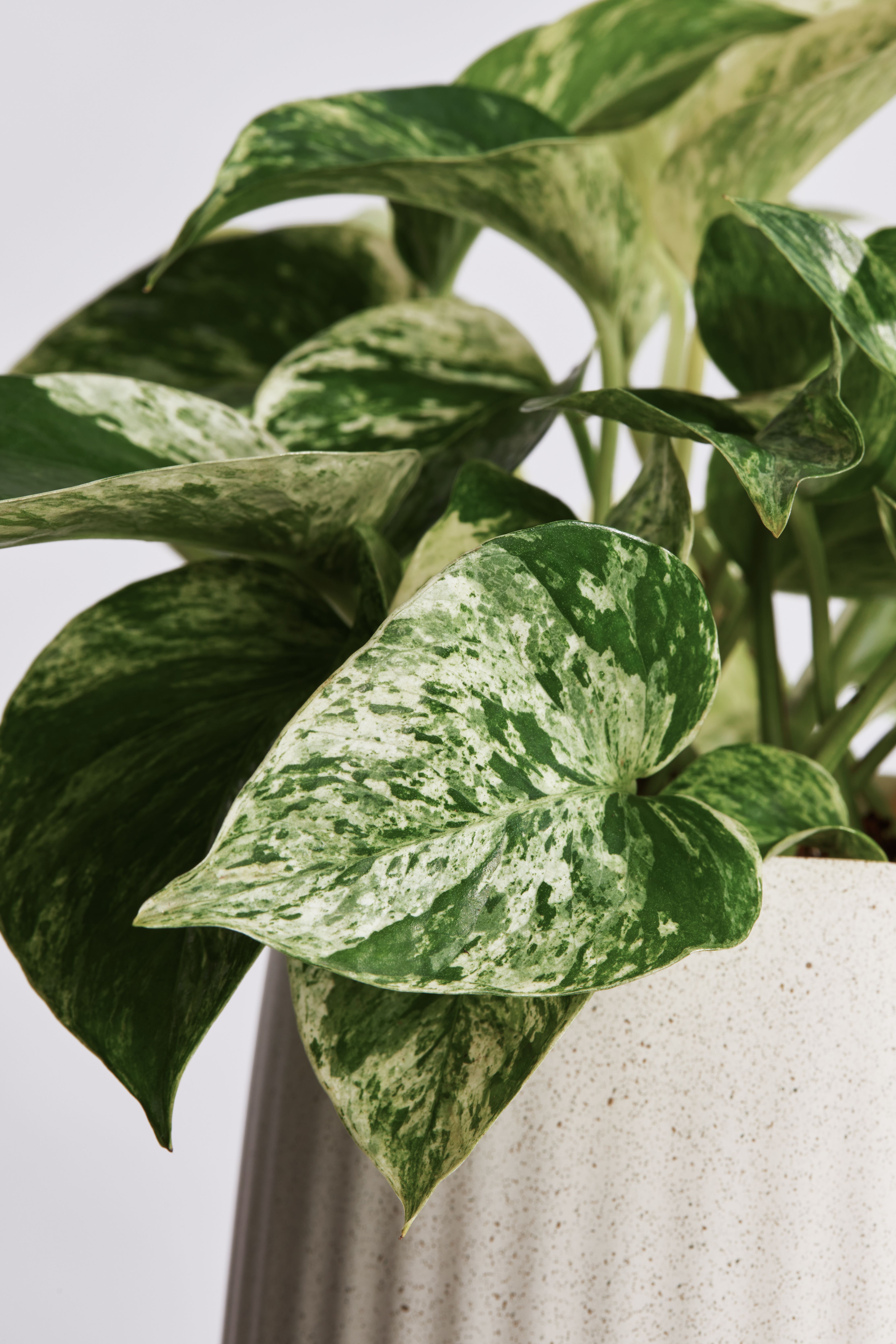 Neoplants - Neo Px - The First Bioengineered Air Purifier.