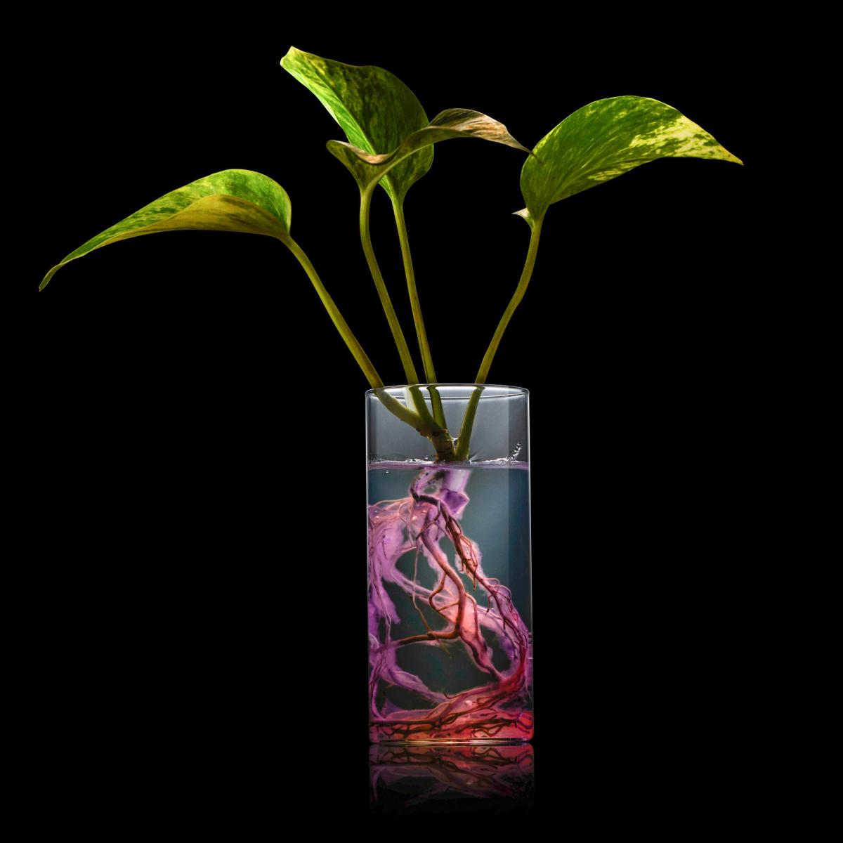 Neoplants - Neo Px - The First Bioengineered Air Purifier.