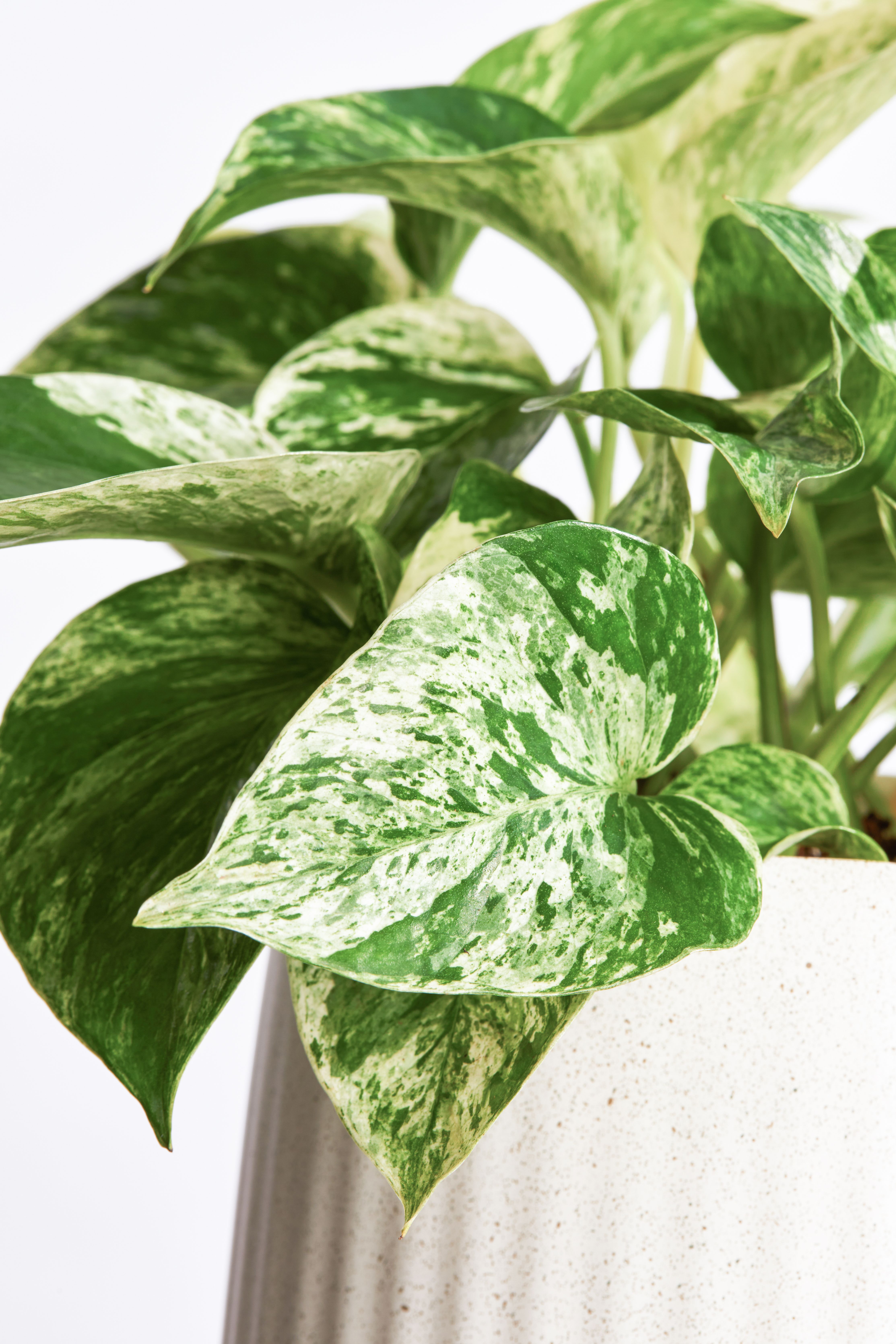 Neoplants - Neo PX - Complete Plant Air Purifying Kit | Neoplants