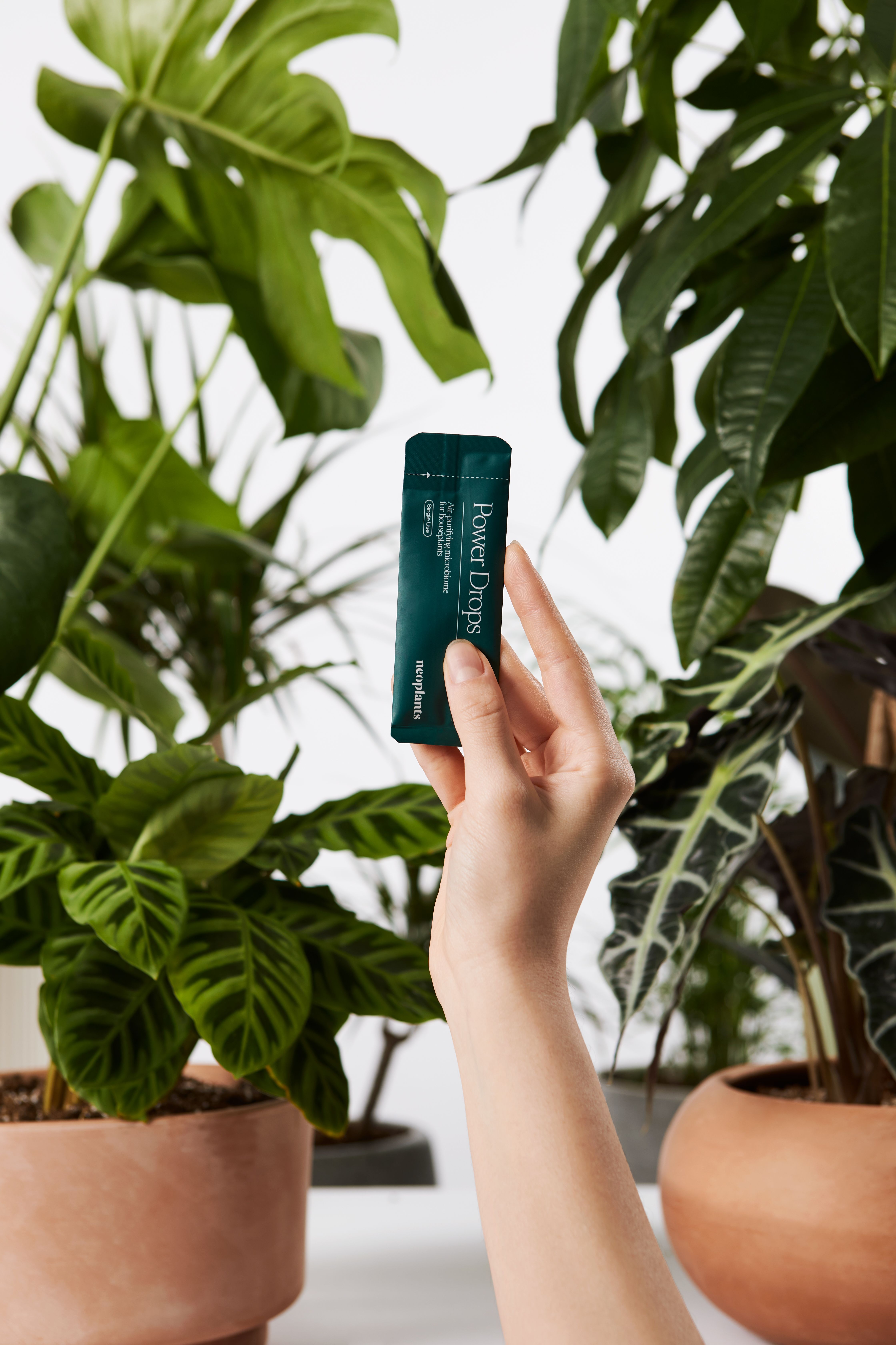 Neo P1 - The First Bioengineered Air-Purifying Plant Kit | Neoplants ...