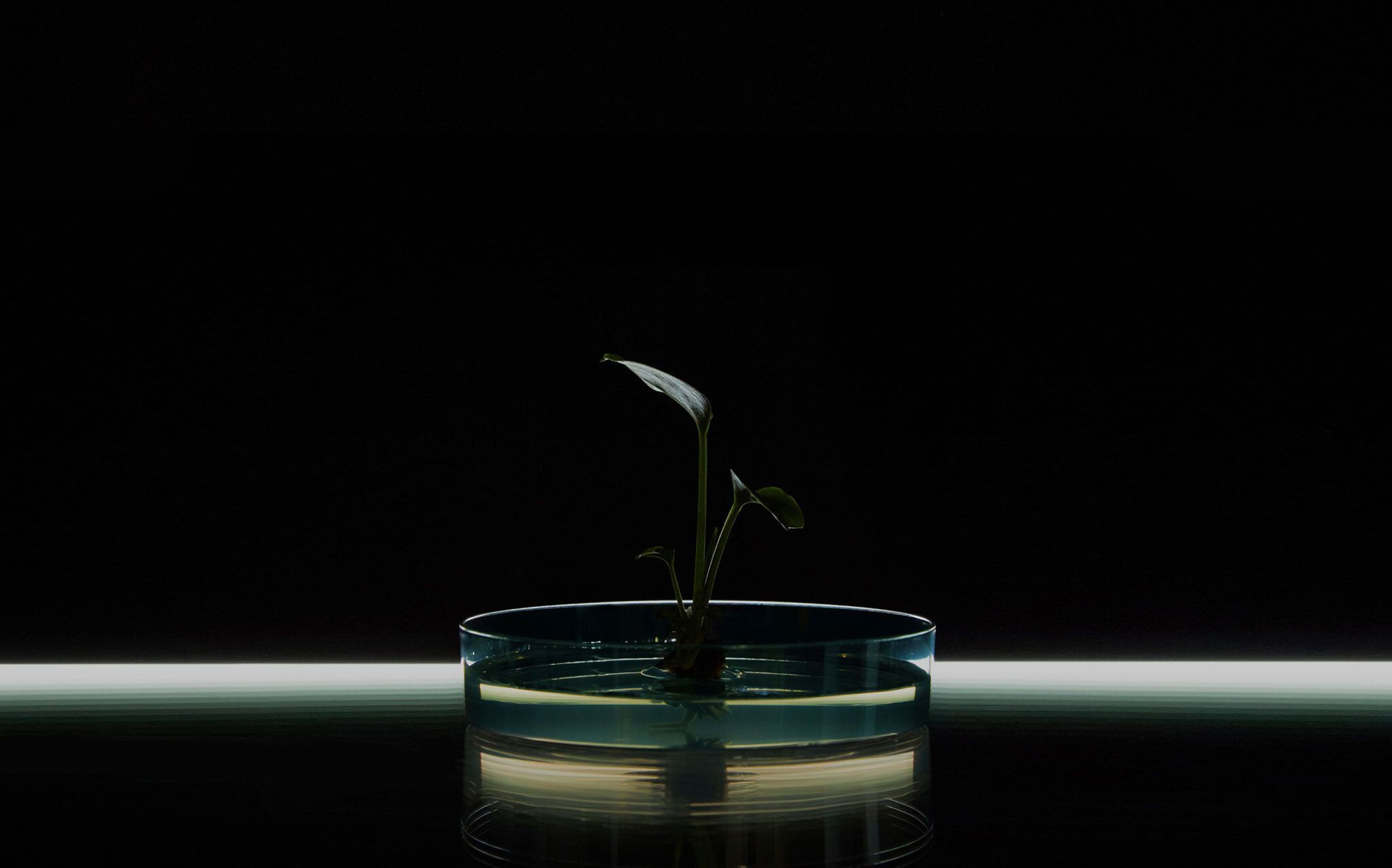 Neoplants - The Future of Plants