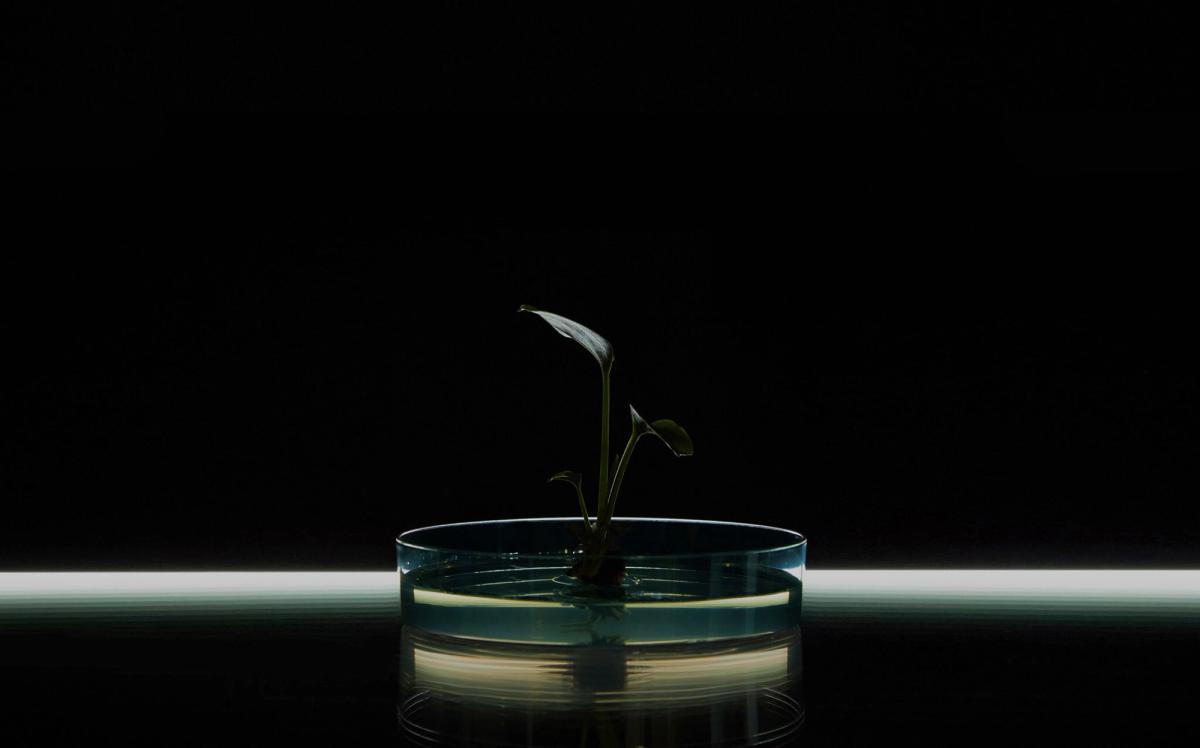 Neoplants - The Future of Plants