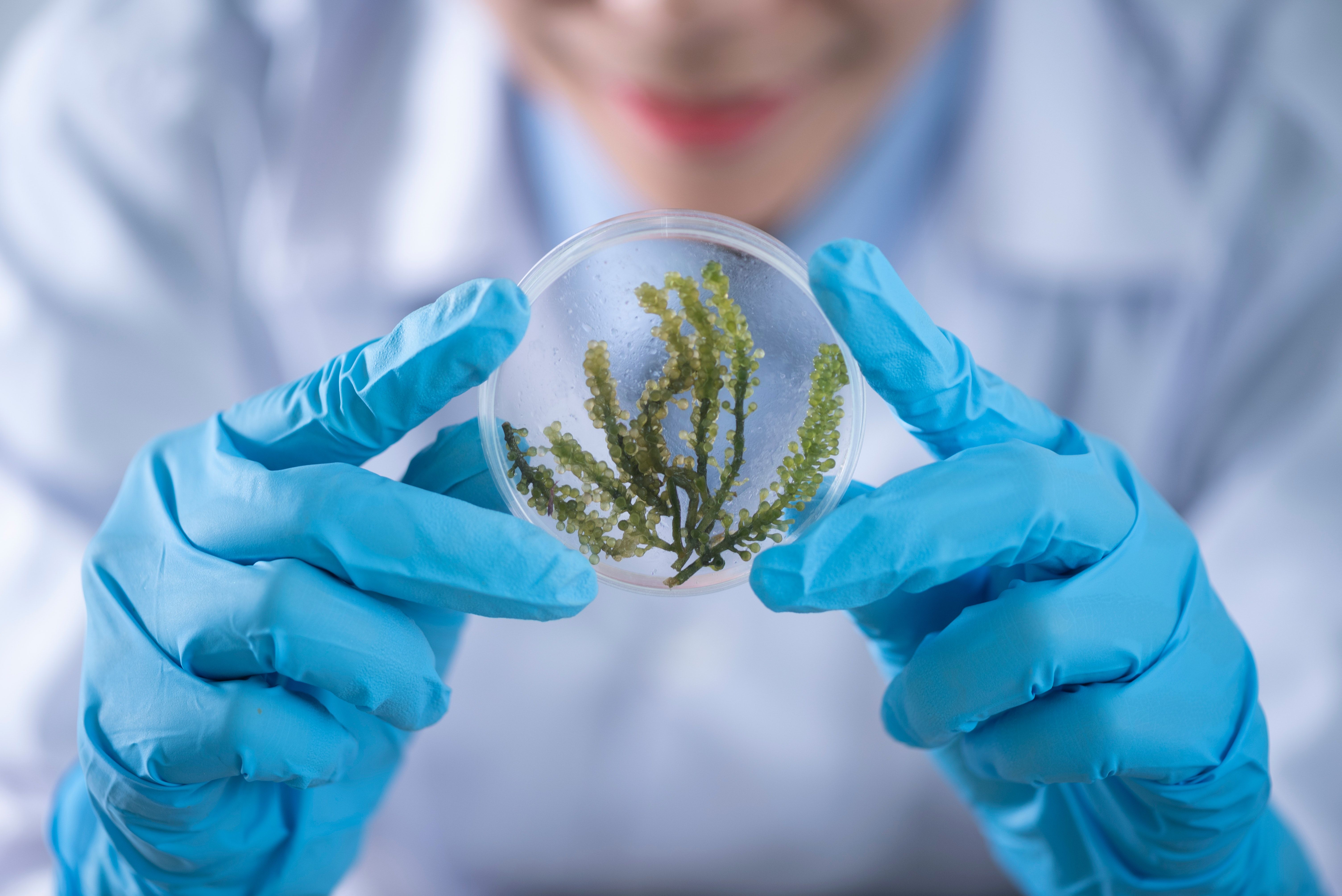 Neoplants - Can Bioengineered Plants Build a Greener Future?