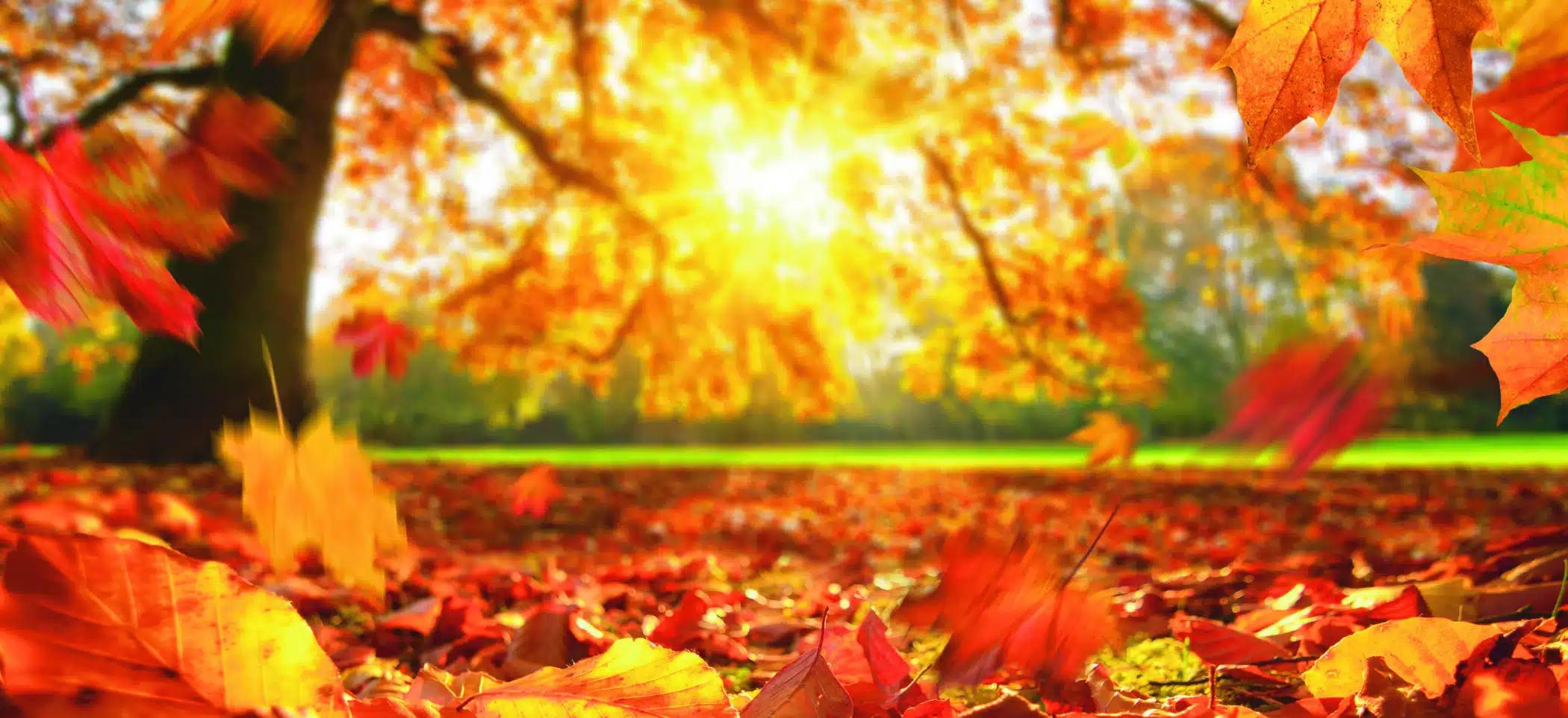 3 Tips for a Sustainable Fall | National MS Society