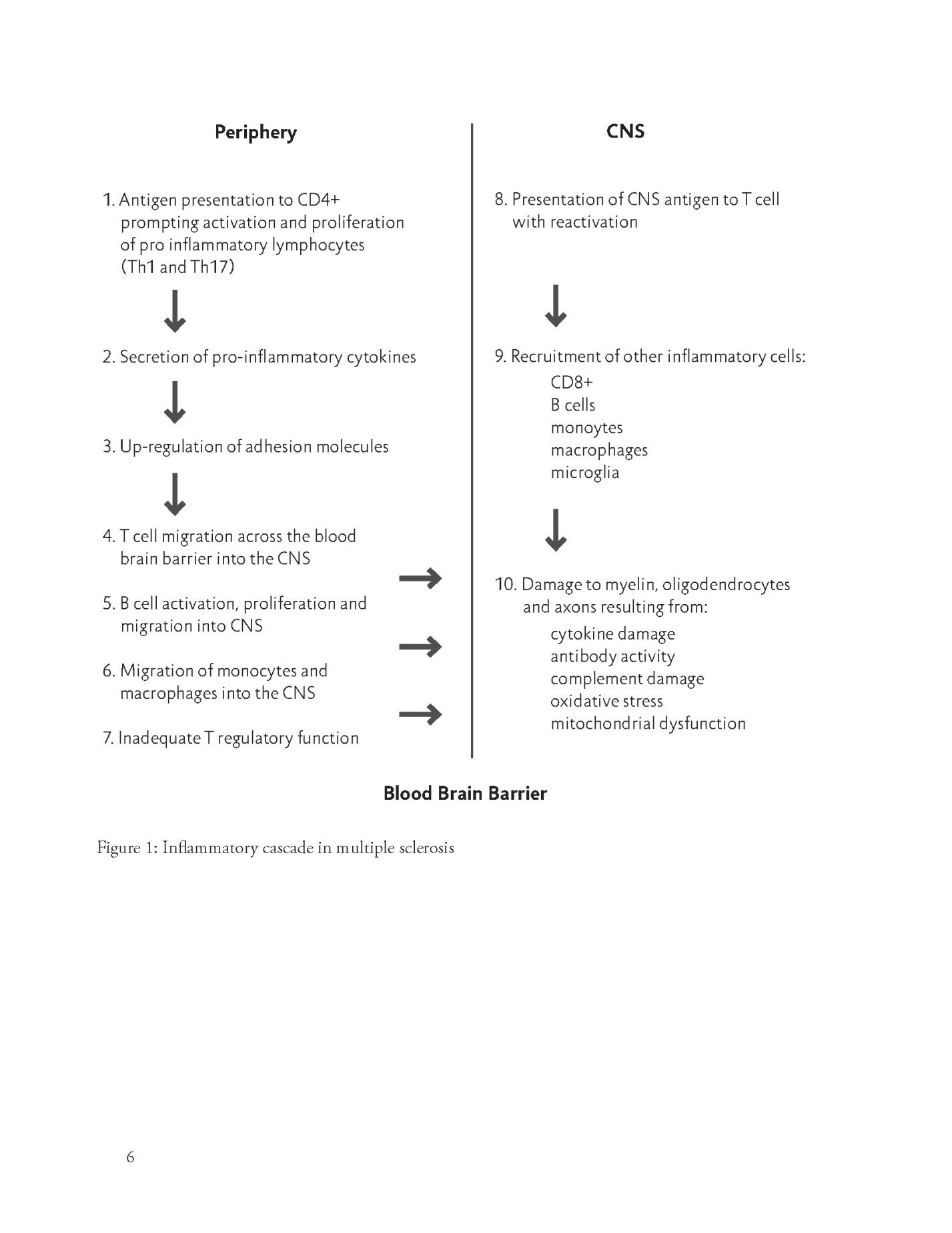 Immunology of Multiple Sclerosis | National MS Society